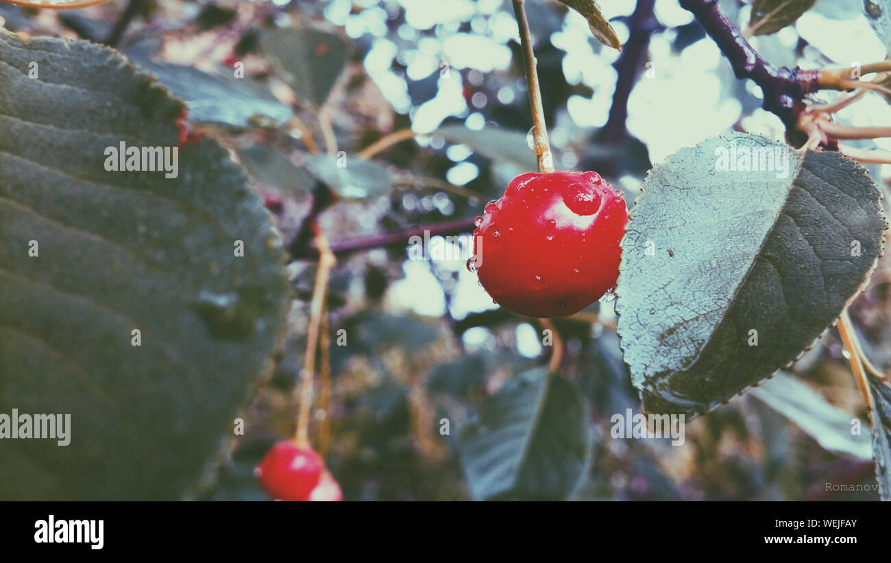 Hanging cherry tree hi-res stock photography and images - Alamy