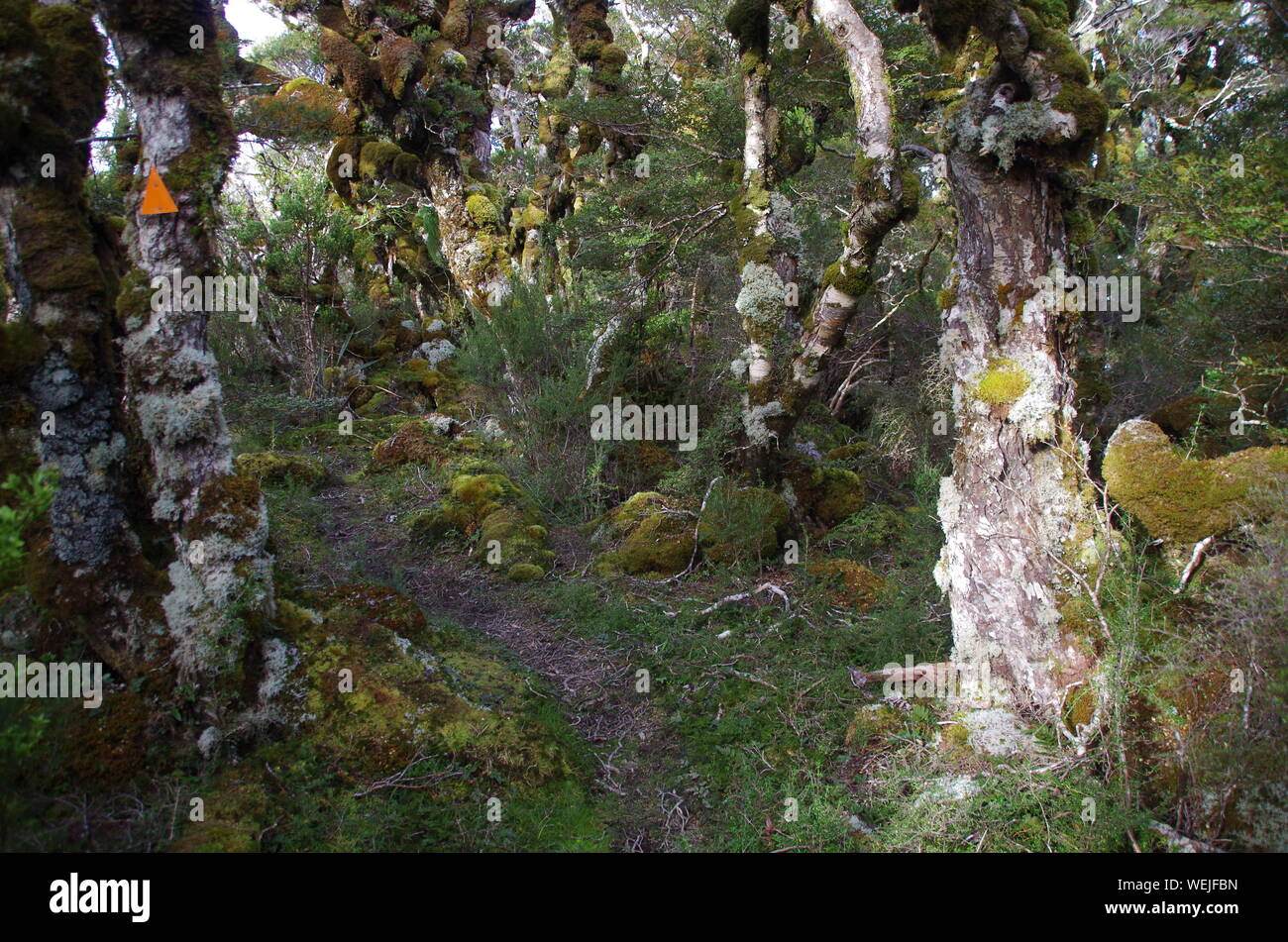 Te araroa forest hi-res stock photography and images - Alamy