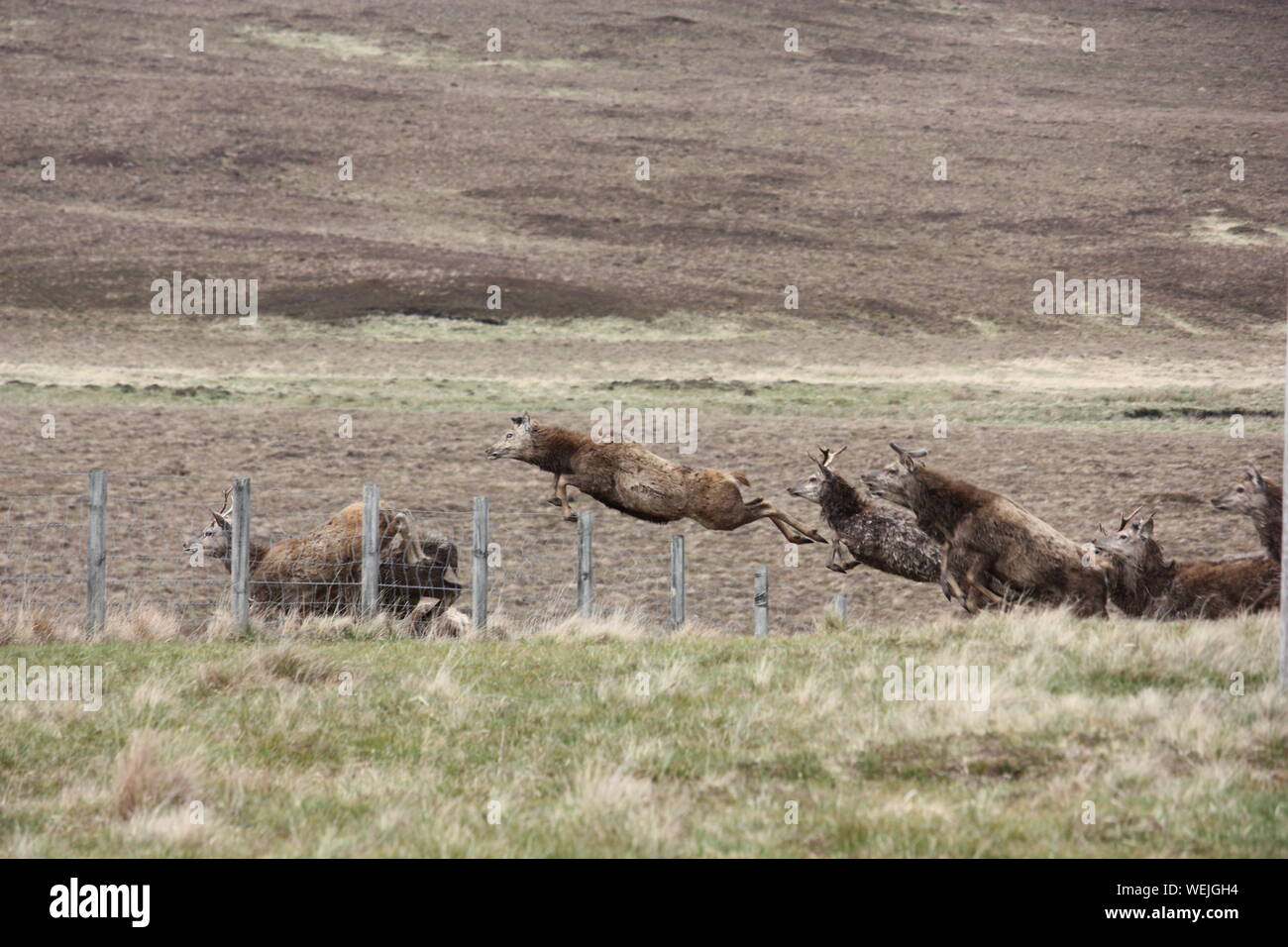 Animal Fence Jumping High Resolution Stock Photography and Images - Alamy