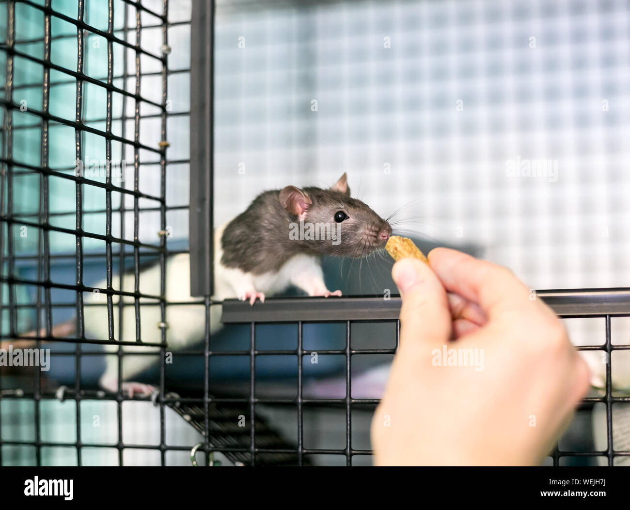 A person feeding a treat to a domestic pet rat in its cage Stock Photo ...