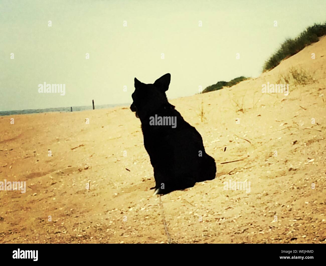 Back view of dog hi-res stock photography and images - Alamy