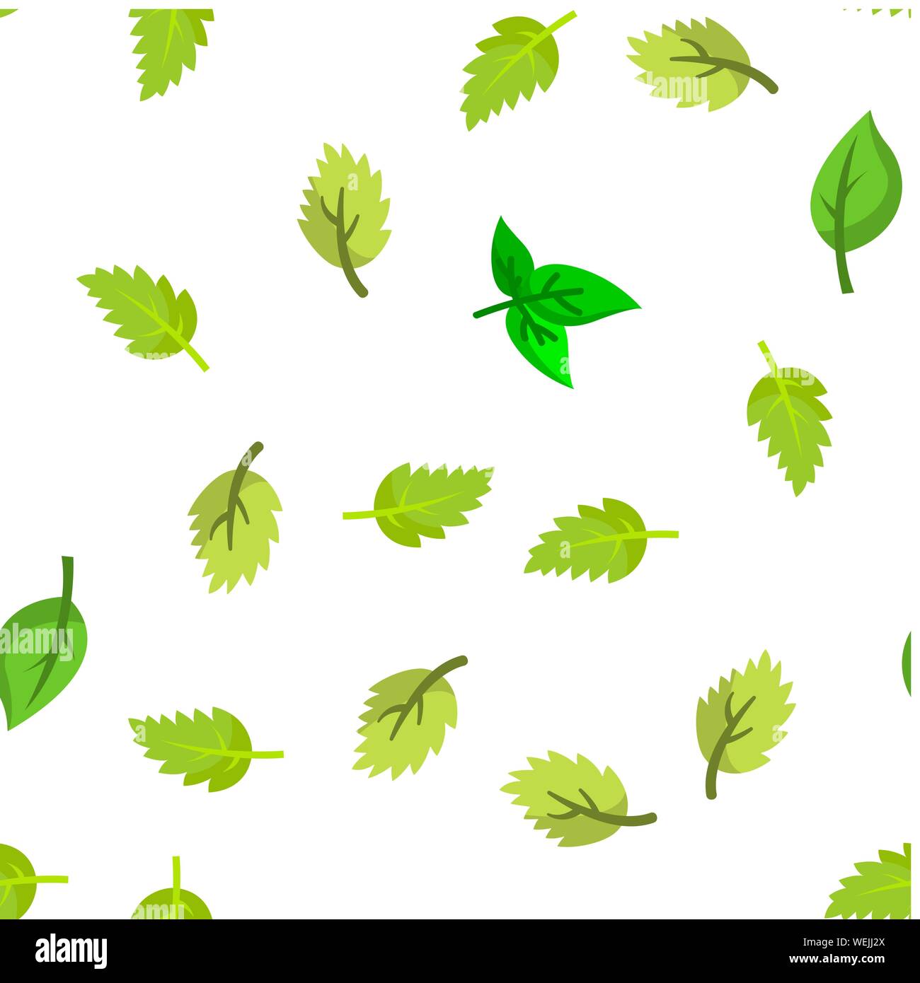 Basil Leaf Vector