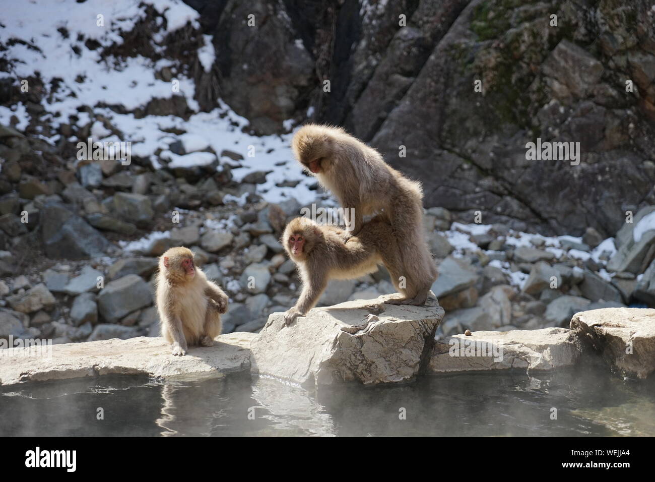 Three macaques hi-res stock photography and images - Alamy