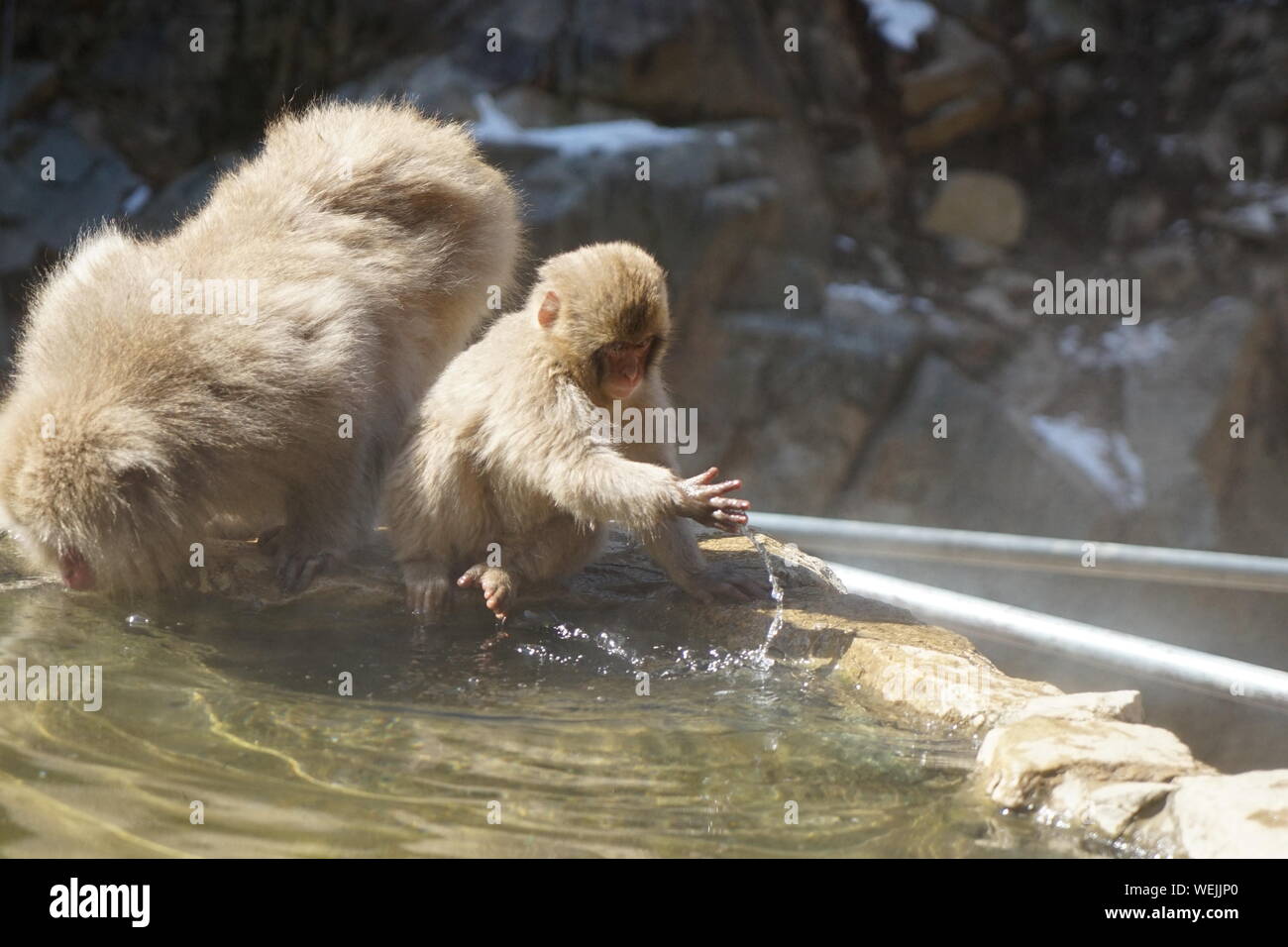 Monkeys drink hi-res stock photography and images - Alamy