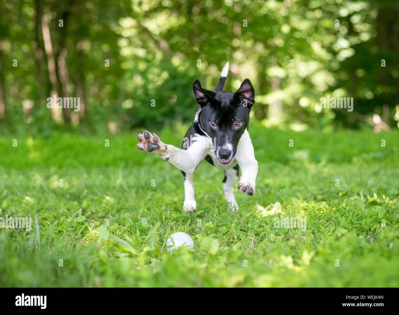 Pouncing hi-res stock photography and images - Alamy