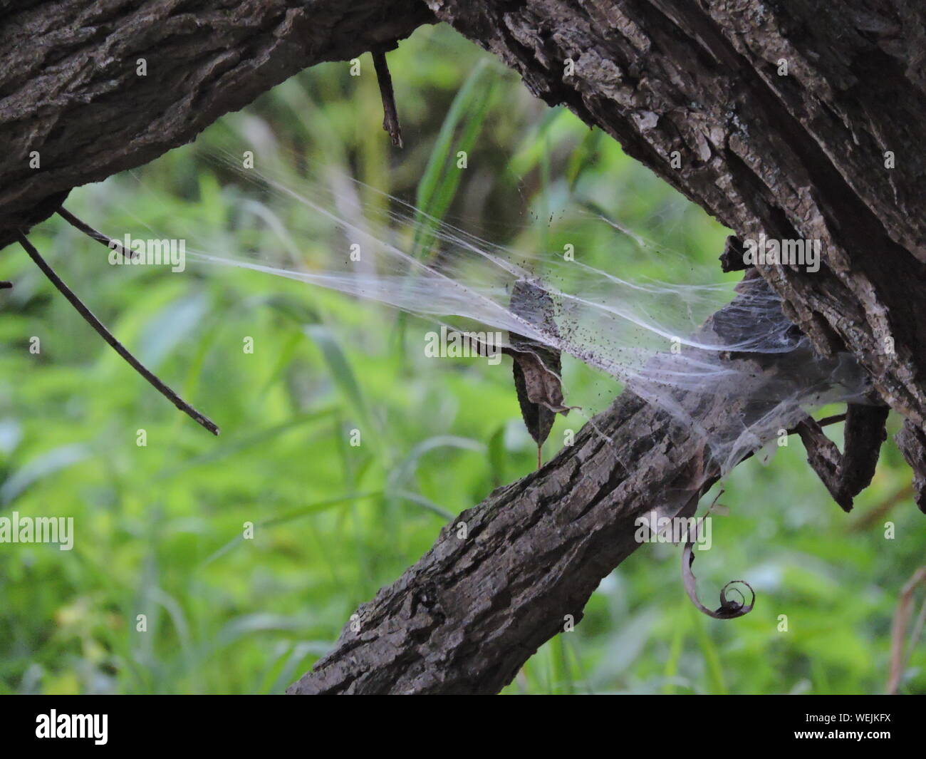 Close up spider web on branch hi-res stock photography and images - Alamy