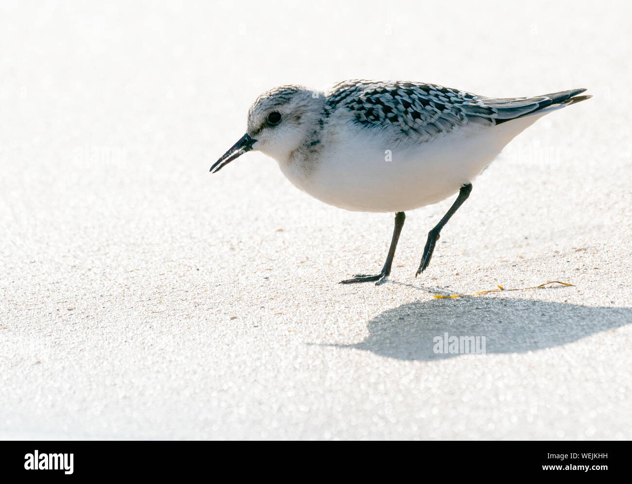 Purple sanderling hi-res stock photography and images - Alamy