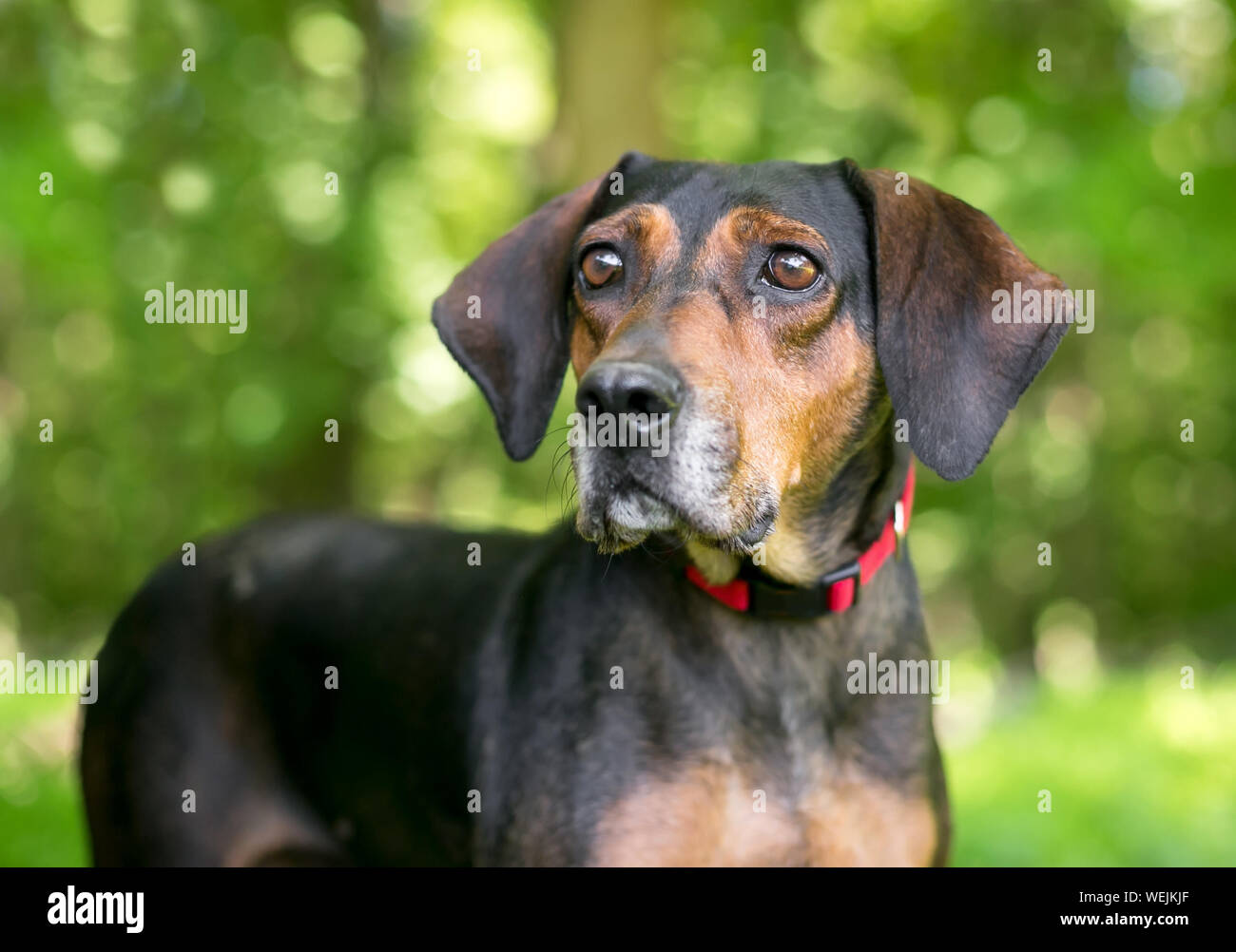 Black hound hi-res stock photography and images - Alamy