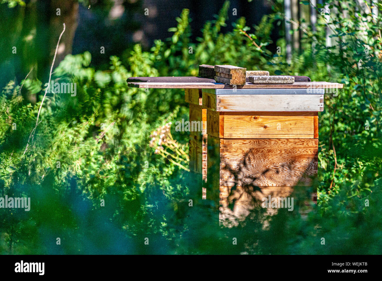 Two wooden hives among green vegetation and trees in the forest ...