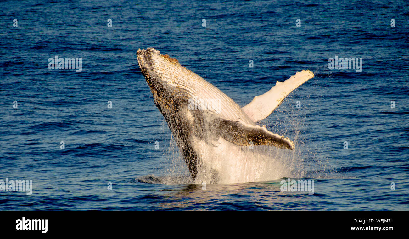 Whale Jumping In Sea Stock Photo - Alamy