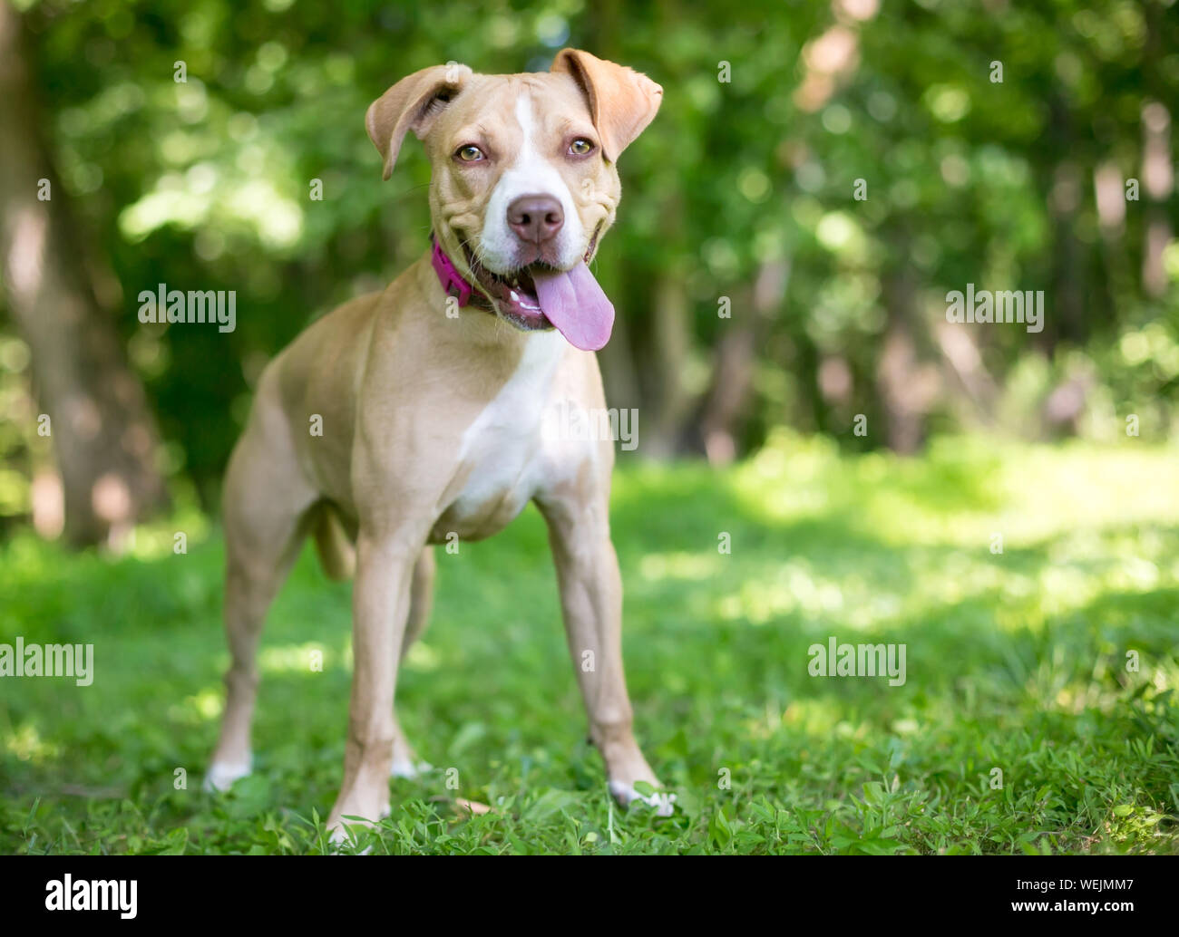 A young tan and white mixed breed dog standing outdoors with a happy ...