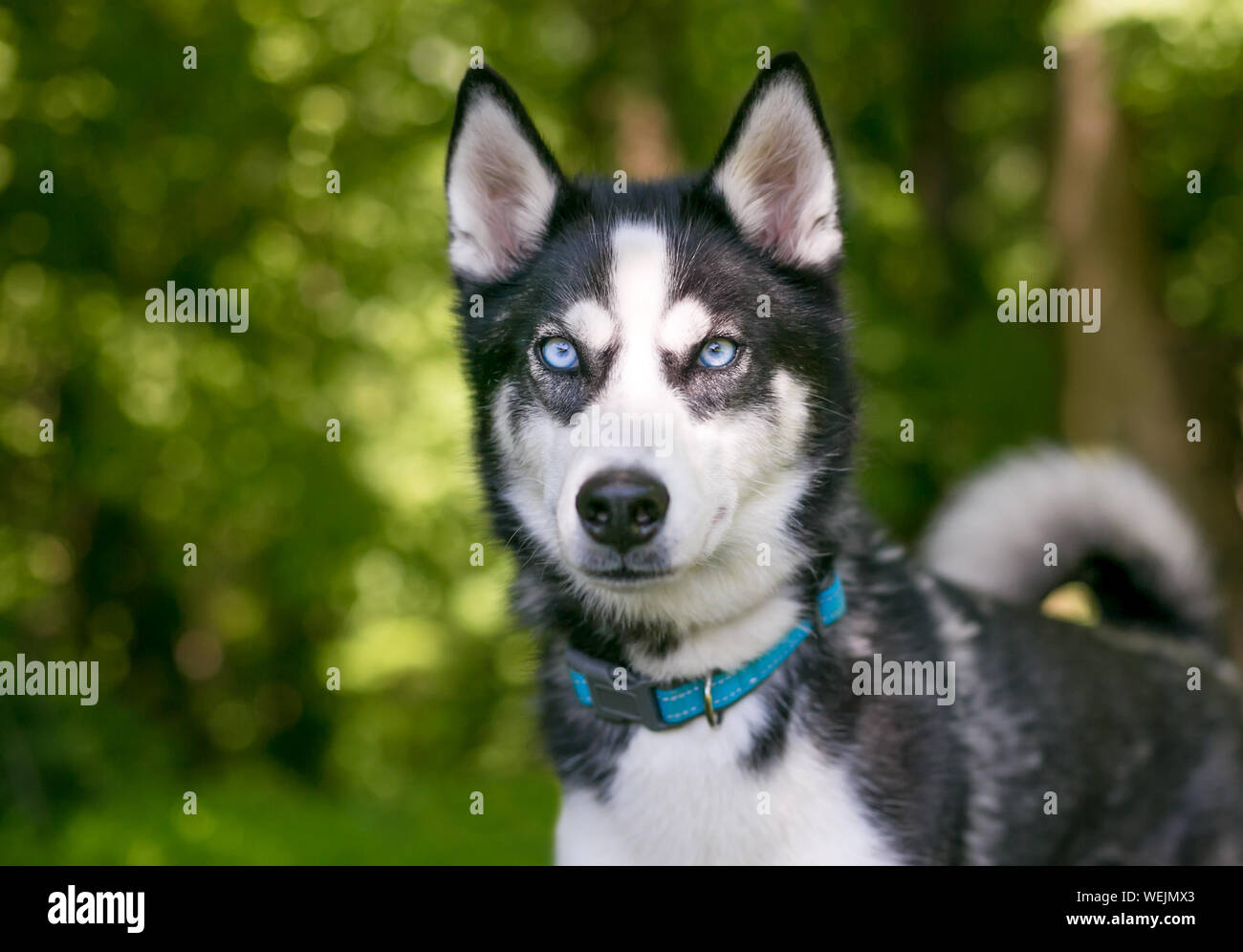 A purebred Siberian Husky dog with blue eyes outdoors Stock Photo - Alamy
