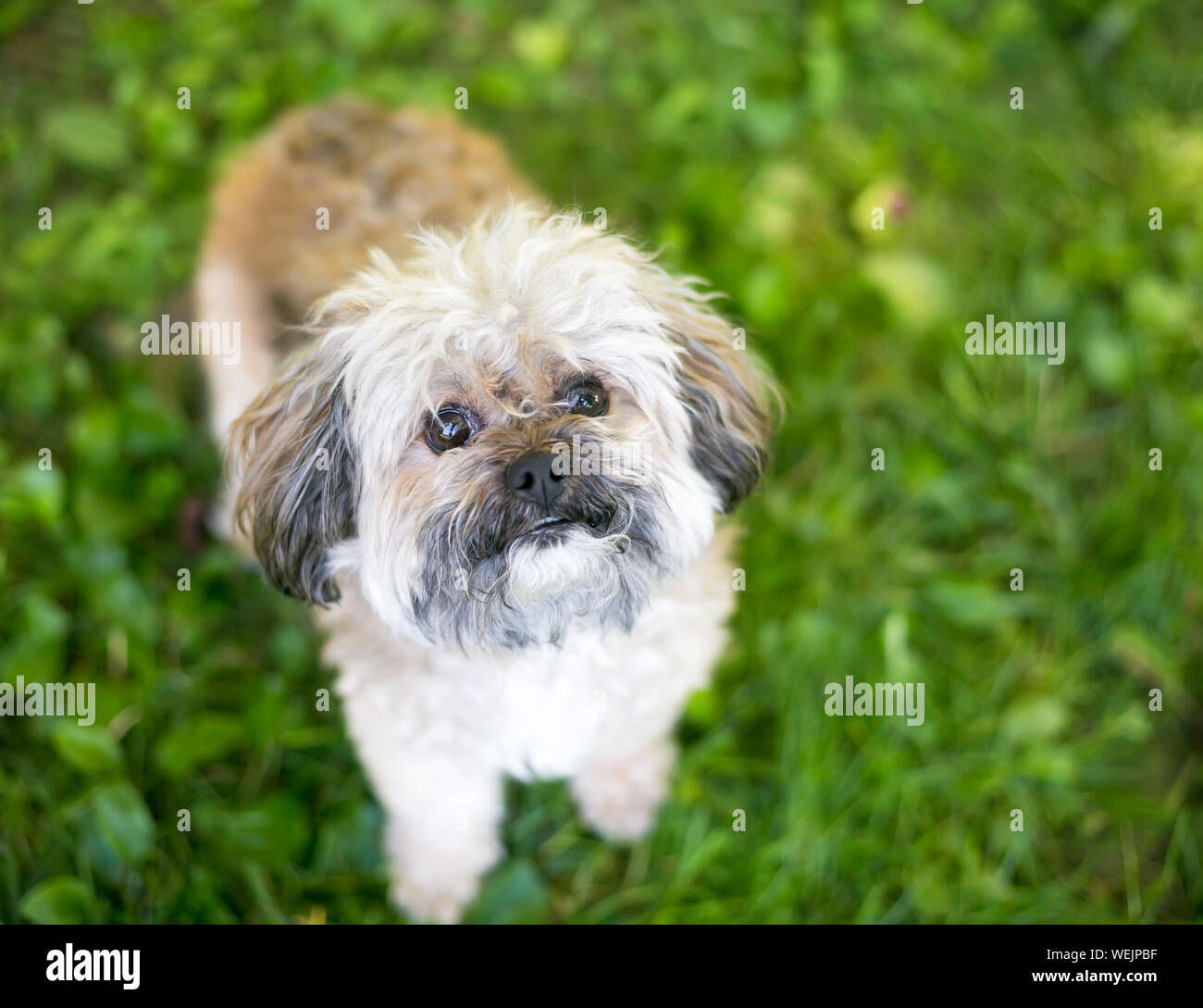 Happy scruffy dog hi-res stock photography and images - Alamy