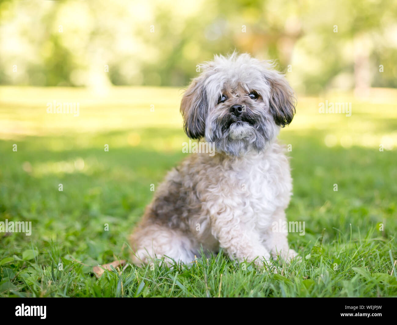 Happy scruffy dog hi-res stock photography and images - Alamy