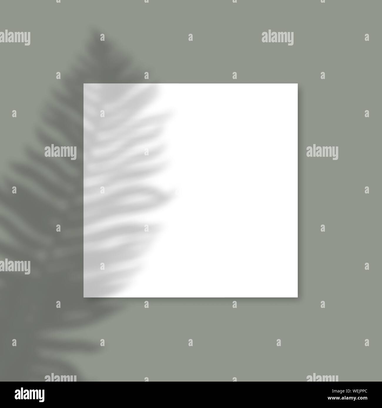 Square Paper Mockup with realistic shadows overlays Fern leaf on green ...