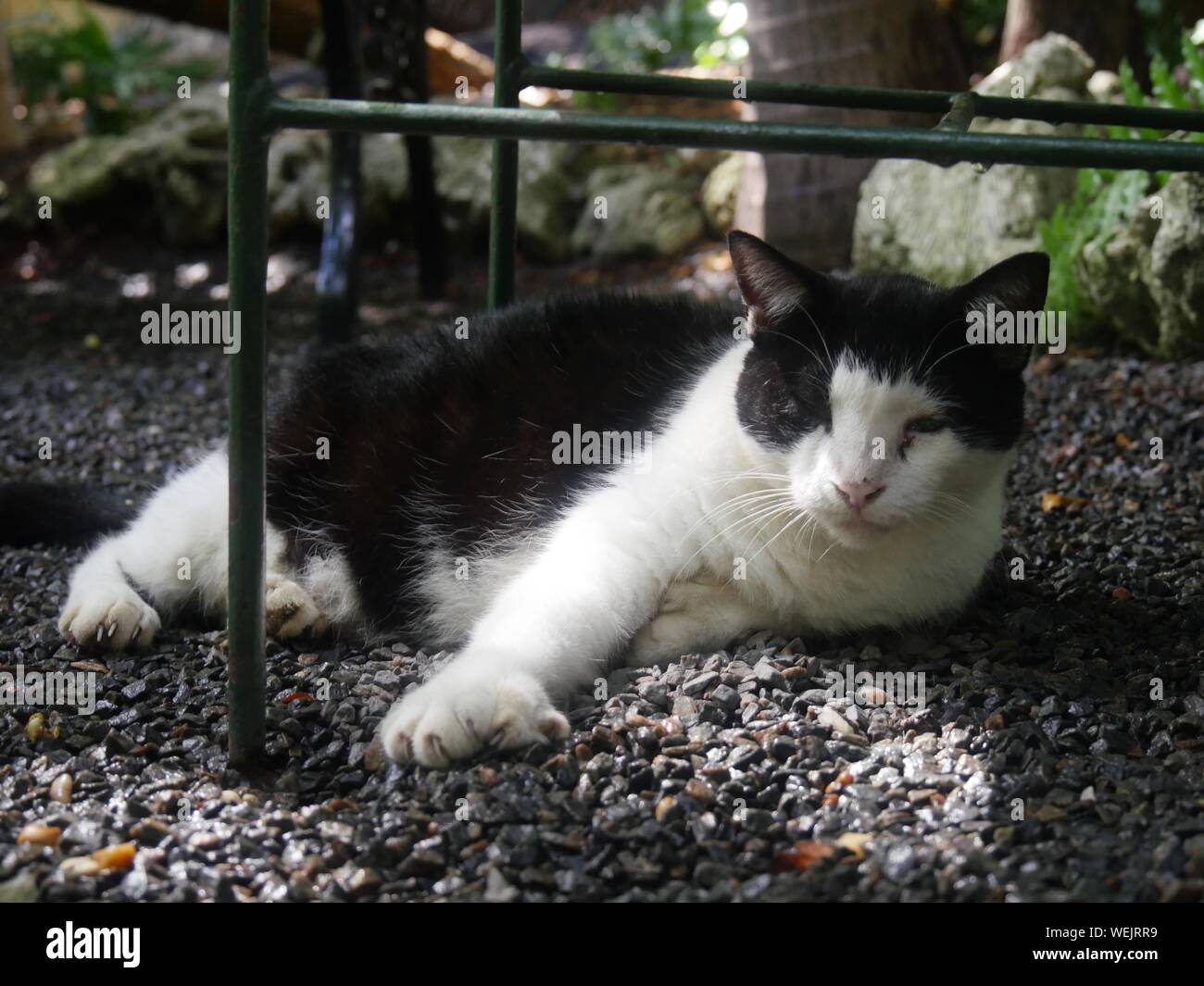 A six-toed black and white cat at the Hemingway house in Key West ...