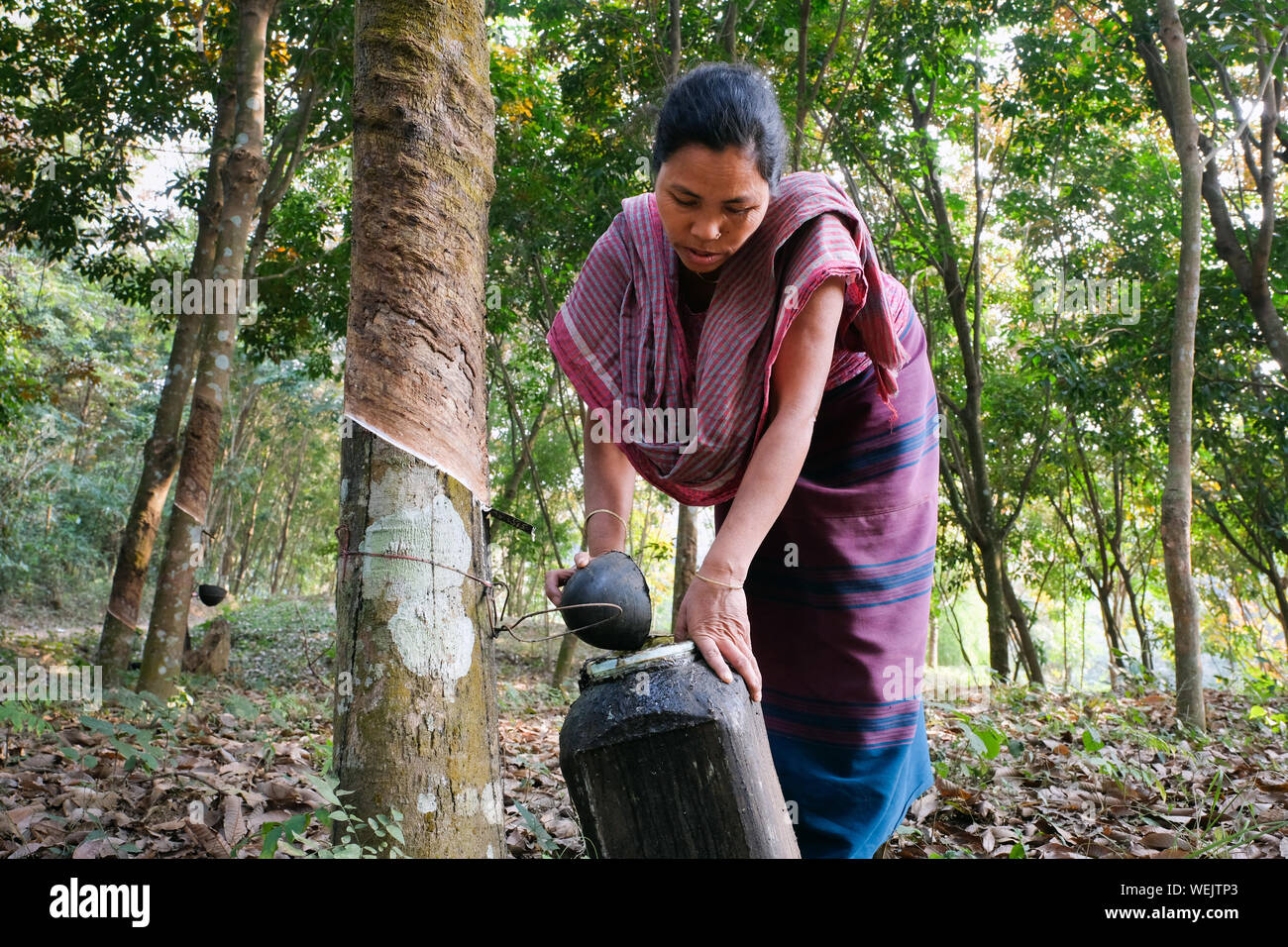 Rubber Farmer gets liquid Latex Rubber raw material from a Rubber Tree ...