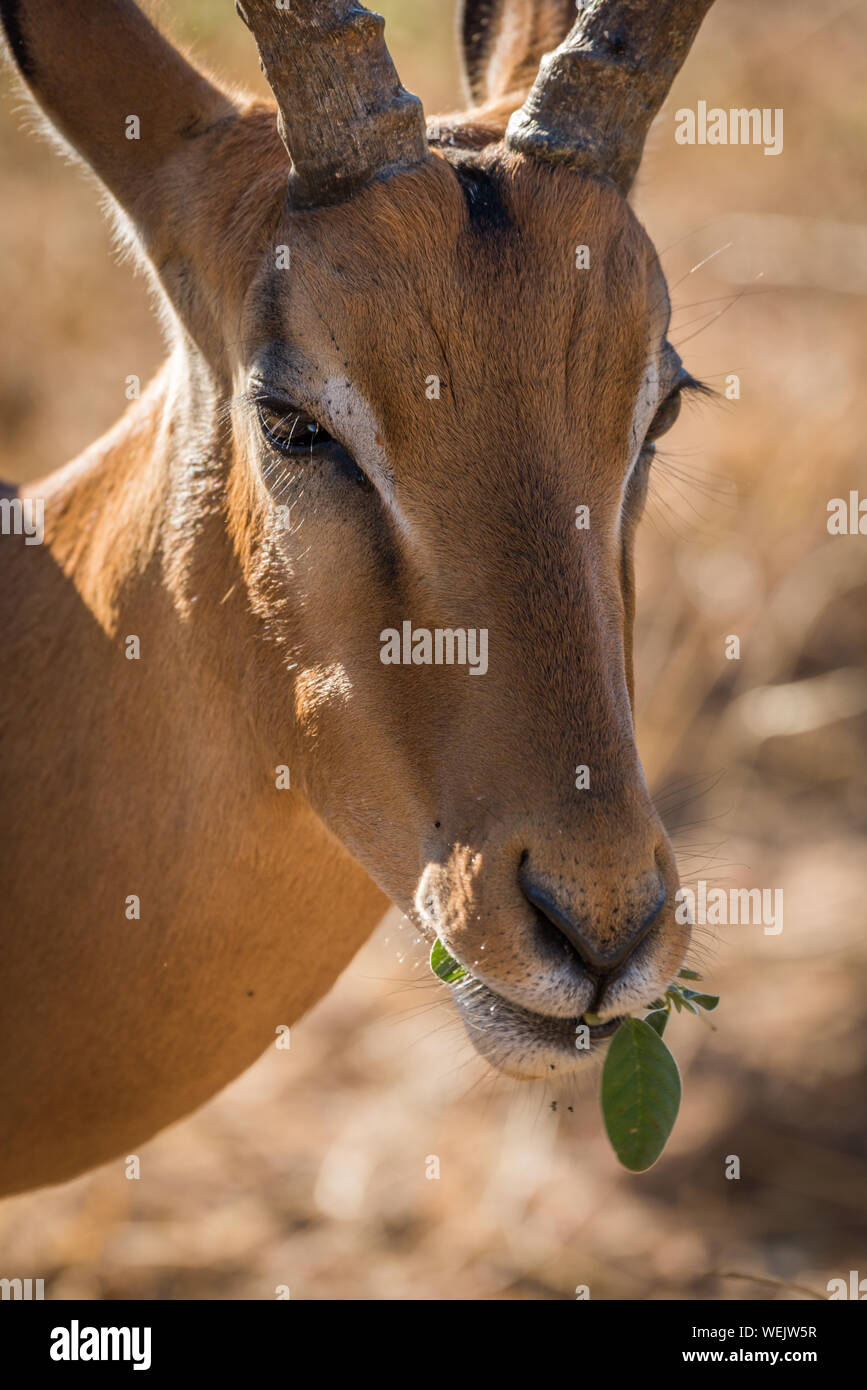 Impala Eating High Resolution Stock Photography and Images - Alamy