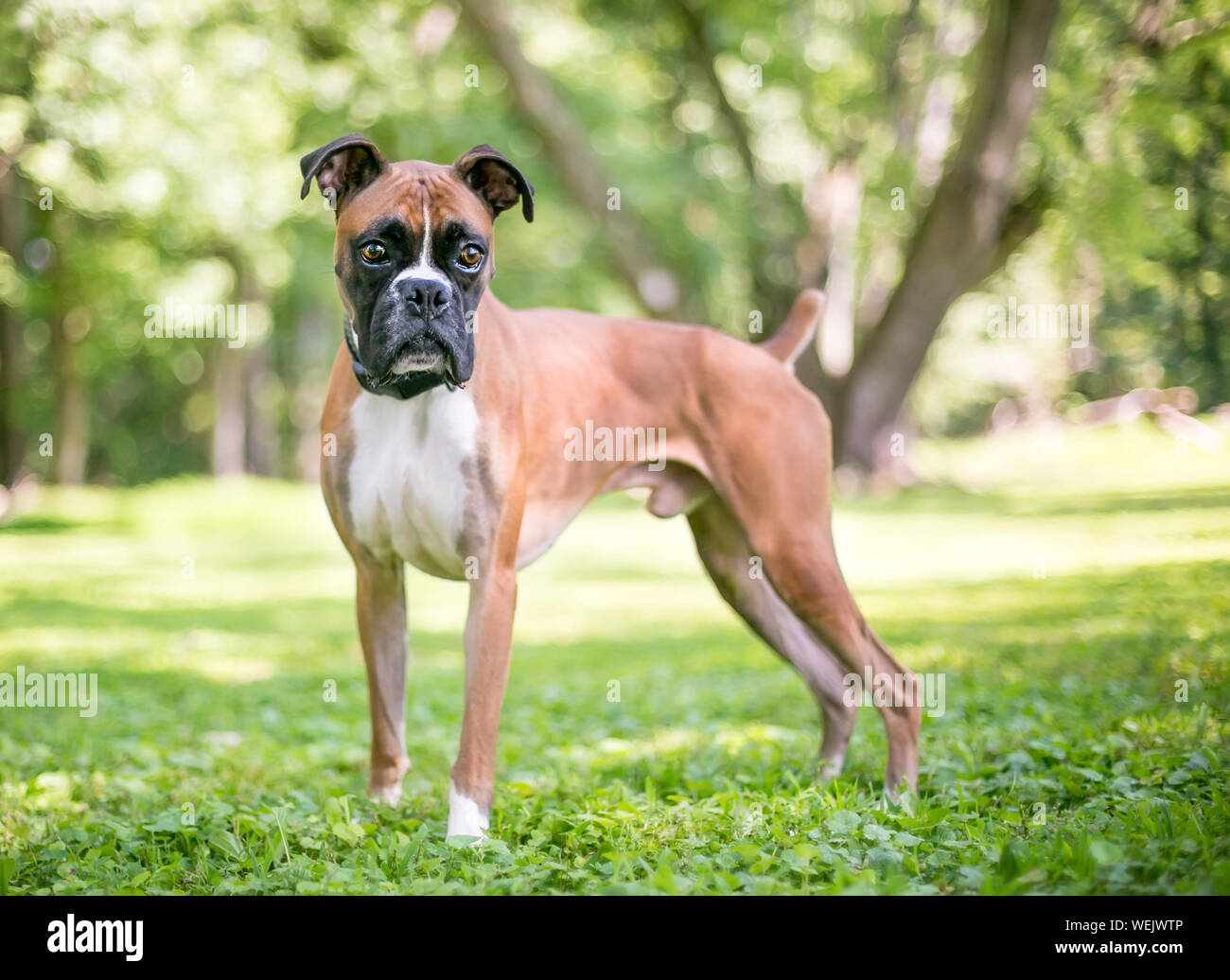 Purebred boxer dog hi-res stock photography and images - Alamy