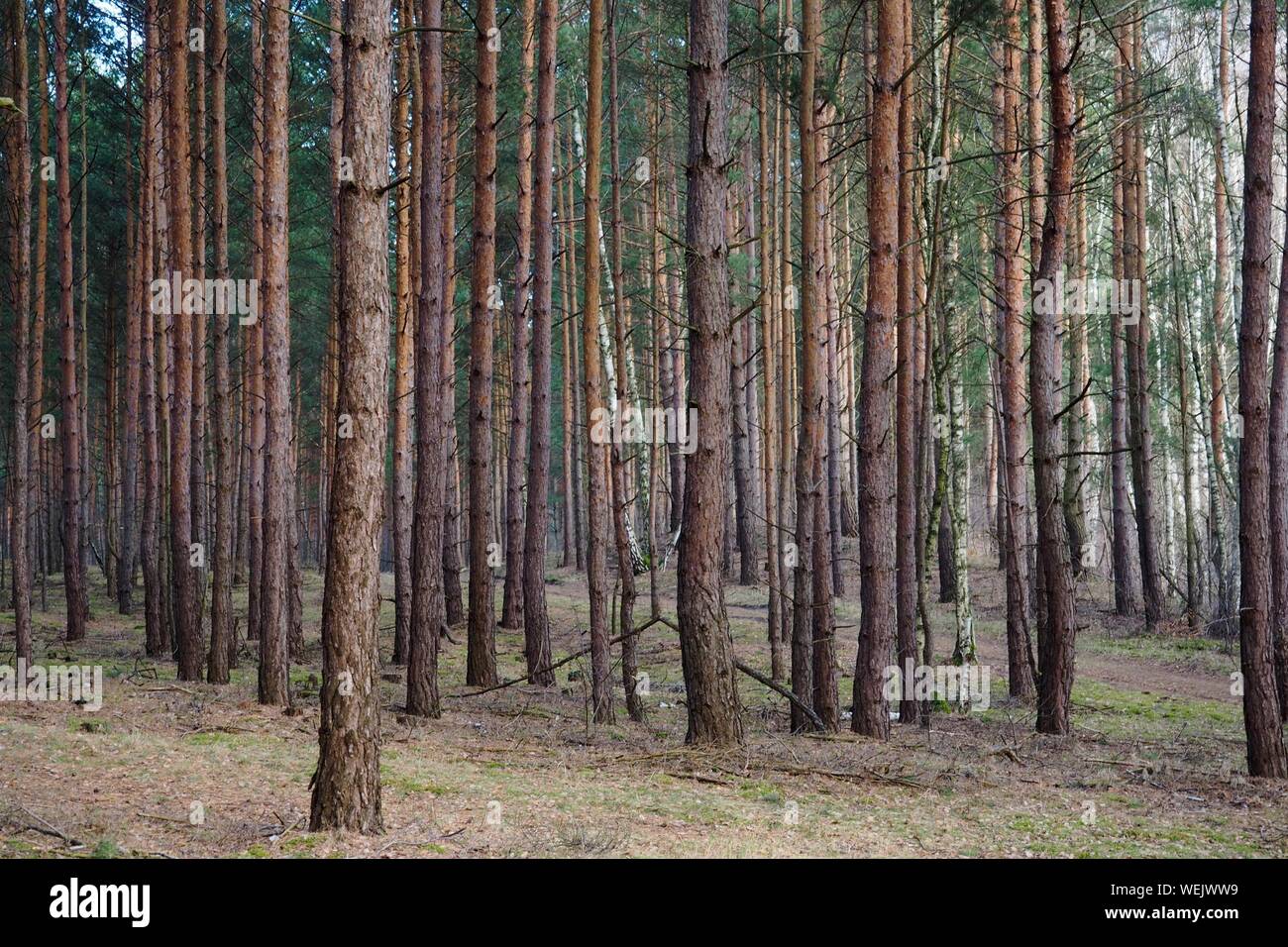 Berlin area pine tree forest hi-res stock photography and images - Alamy