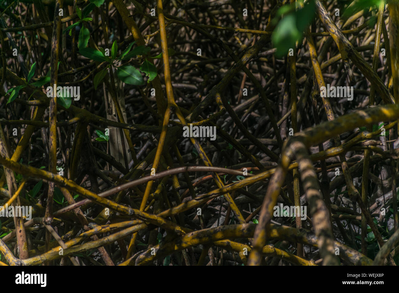 Close up, detailed and dark perspective of the intricate braiding of ...