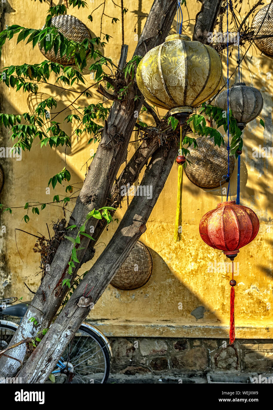 Old tree feature hi-res stock photography and images - Alamy