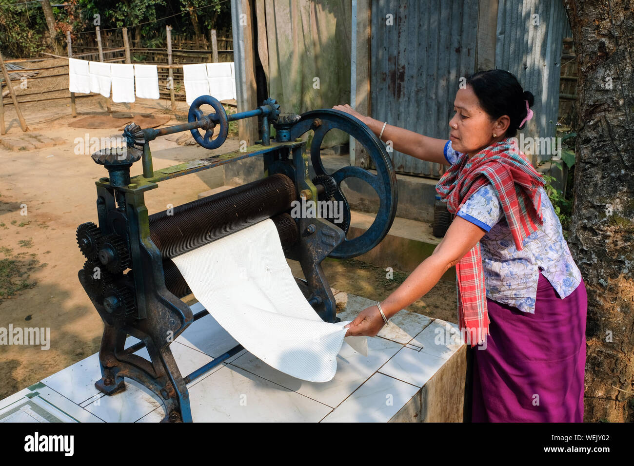 Rubber rags are rolled out of the collected latex of the rubber trees ...