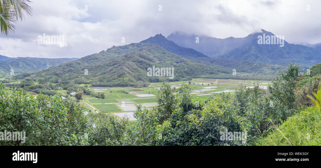 Hanalei Valley Taro fields on the Hawaiian island of Kauai. The Hanalei ...
