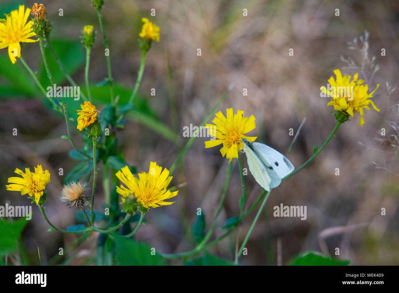 a cabbage white butterfly on a yellow blossom with green background ...