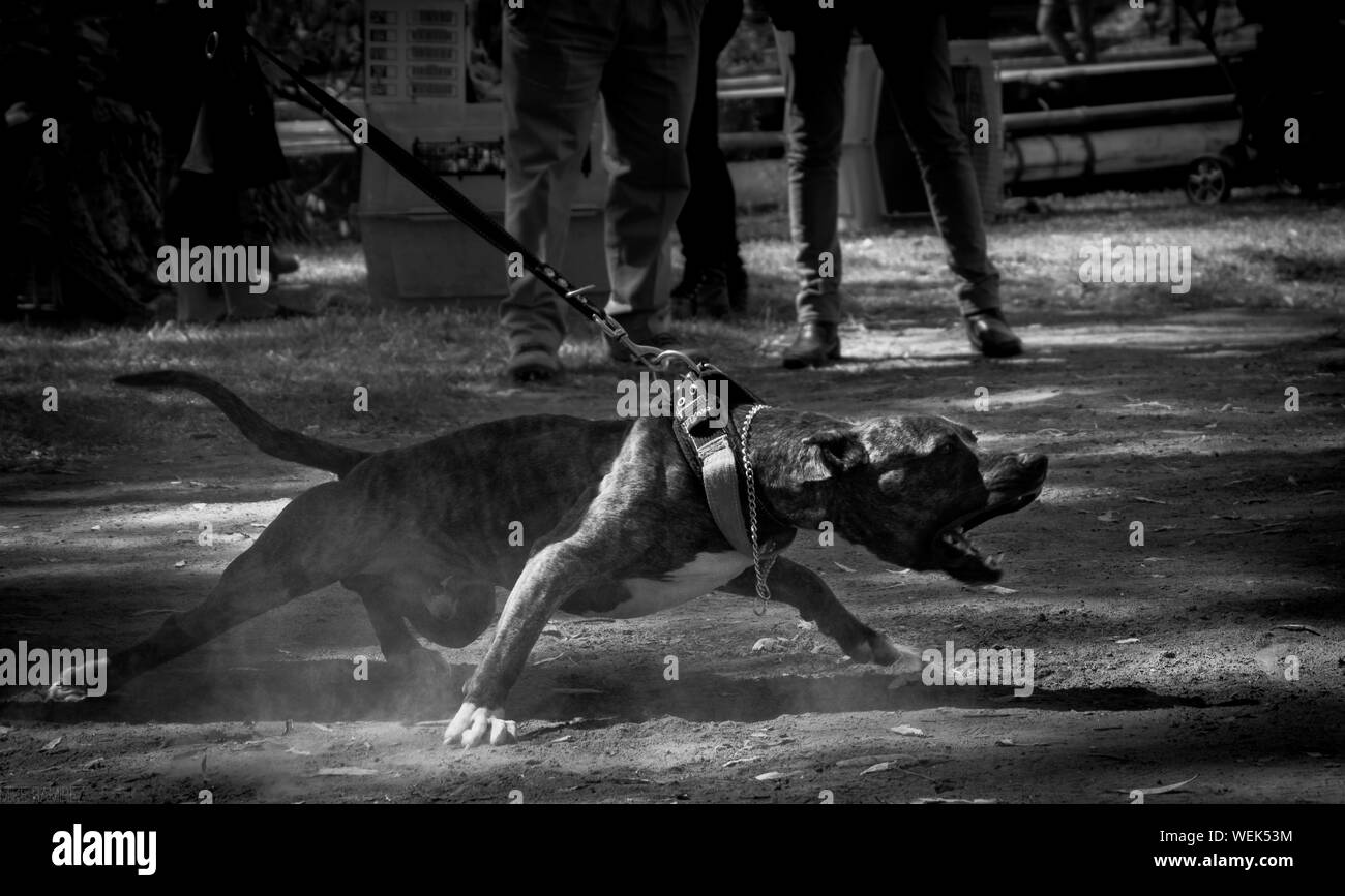 Aggressive sunlight hi-res stock photography and images - Alamy