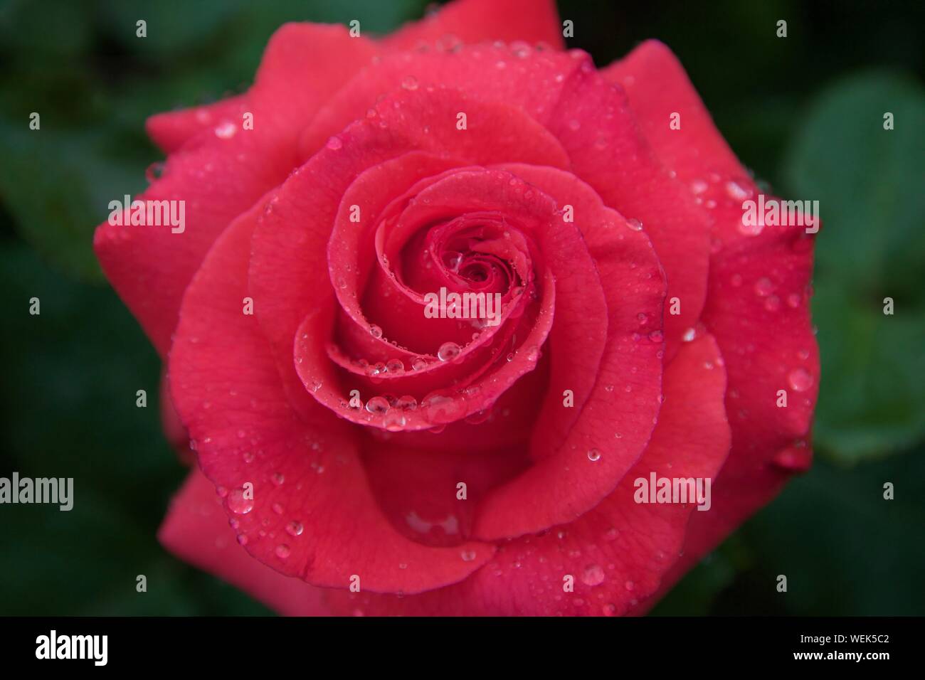Rose pink water drops hi-res stock photography and images - Alamy