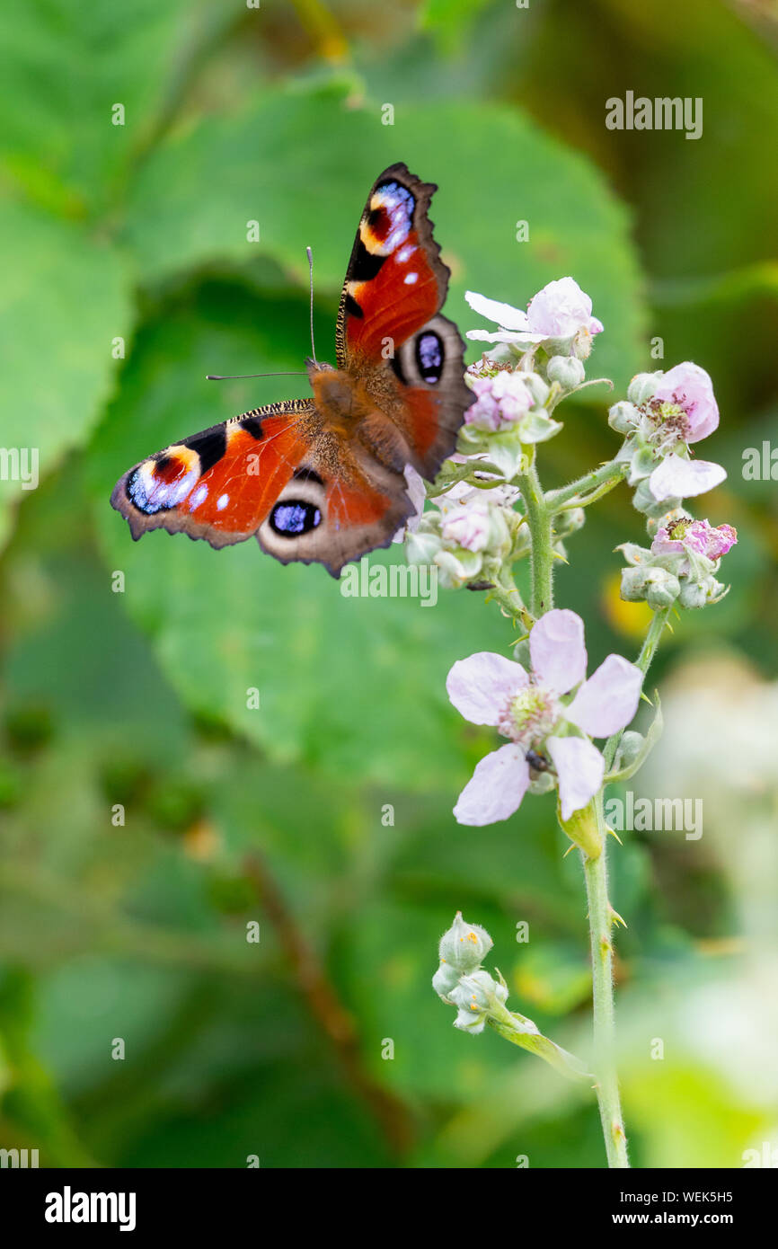 European peacock (Aglais io) on the flowers of a blackberry bush on ...