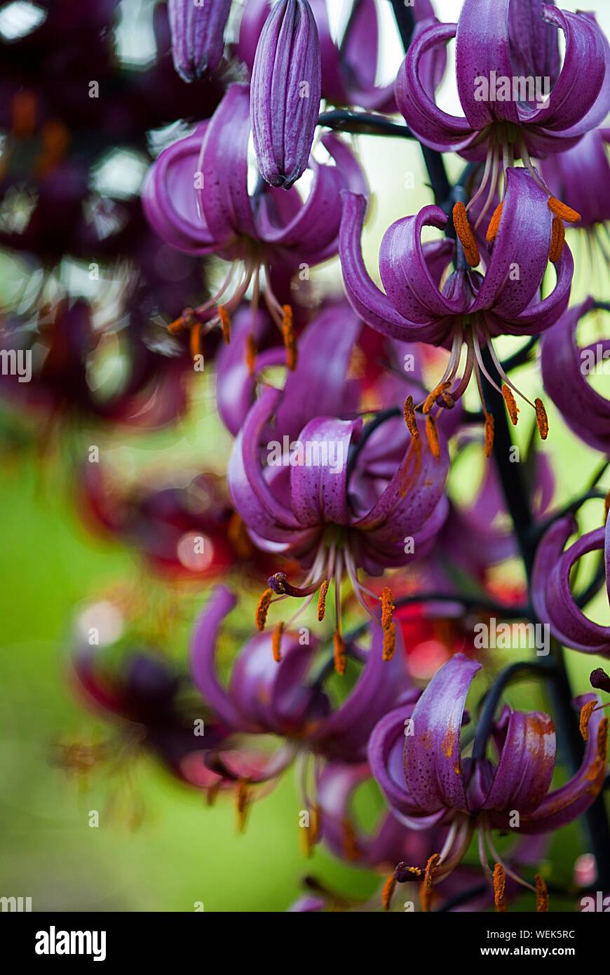 Purple lilies hi-res stock photography and images - Alamy