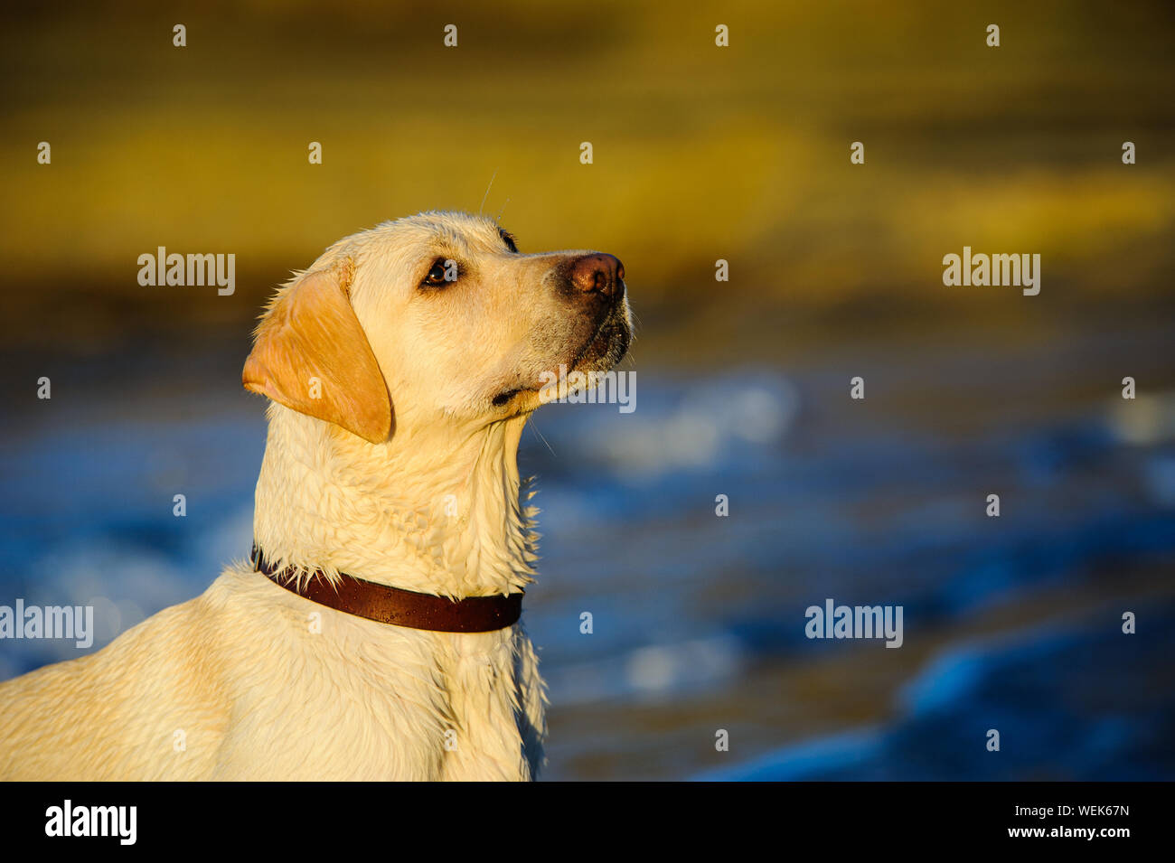 Labrador Retriever Yellow Standing High Resolution Stock Photography ...