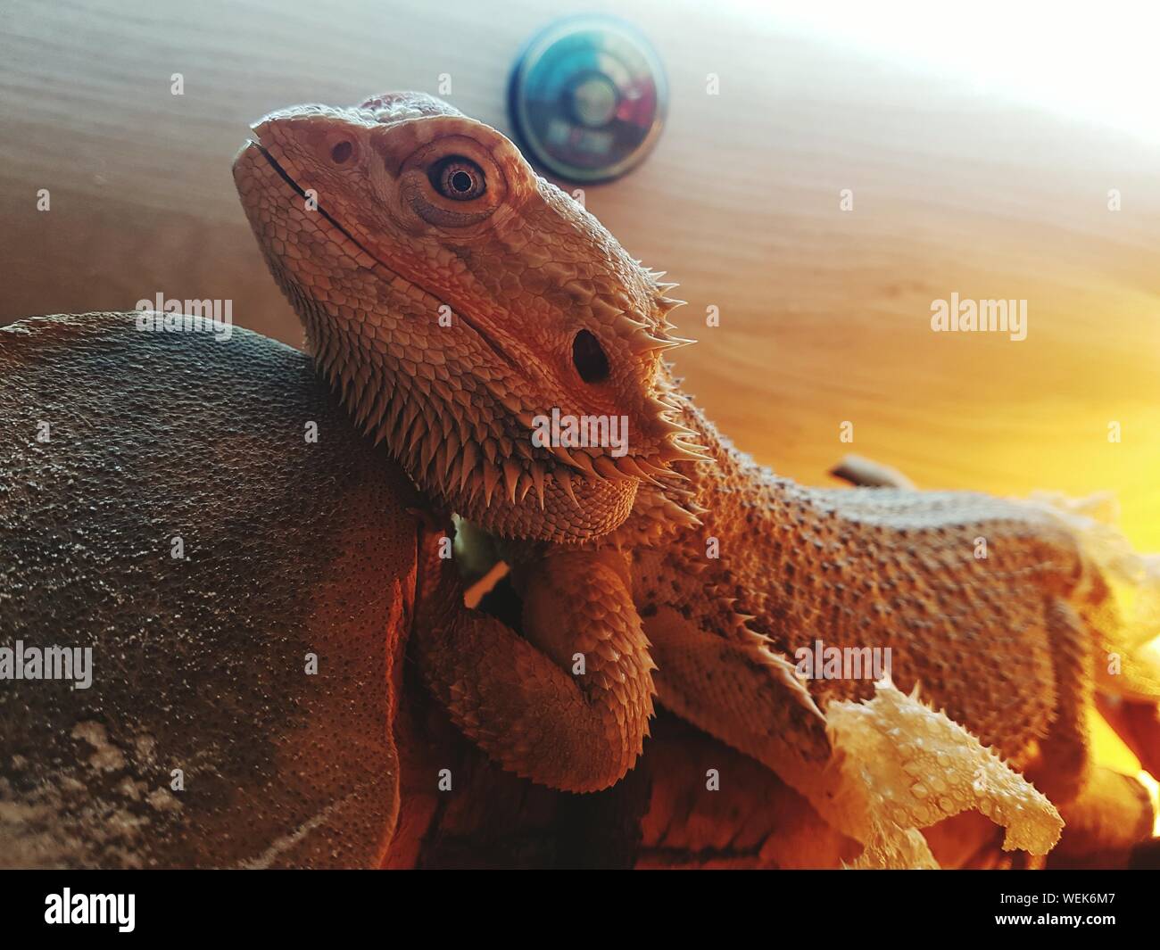 Full body lizard hi-res stock photography and images - Alamy