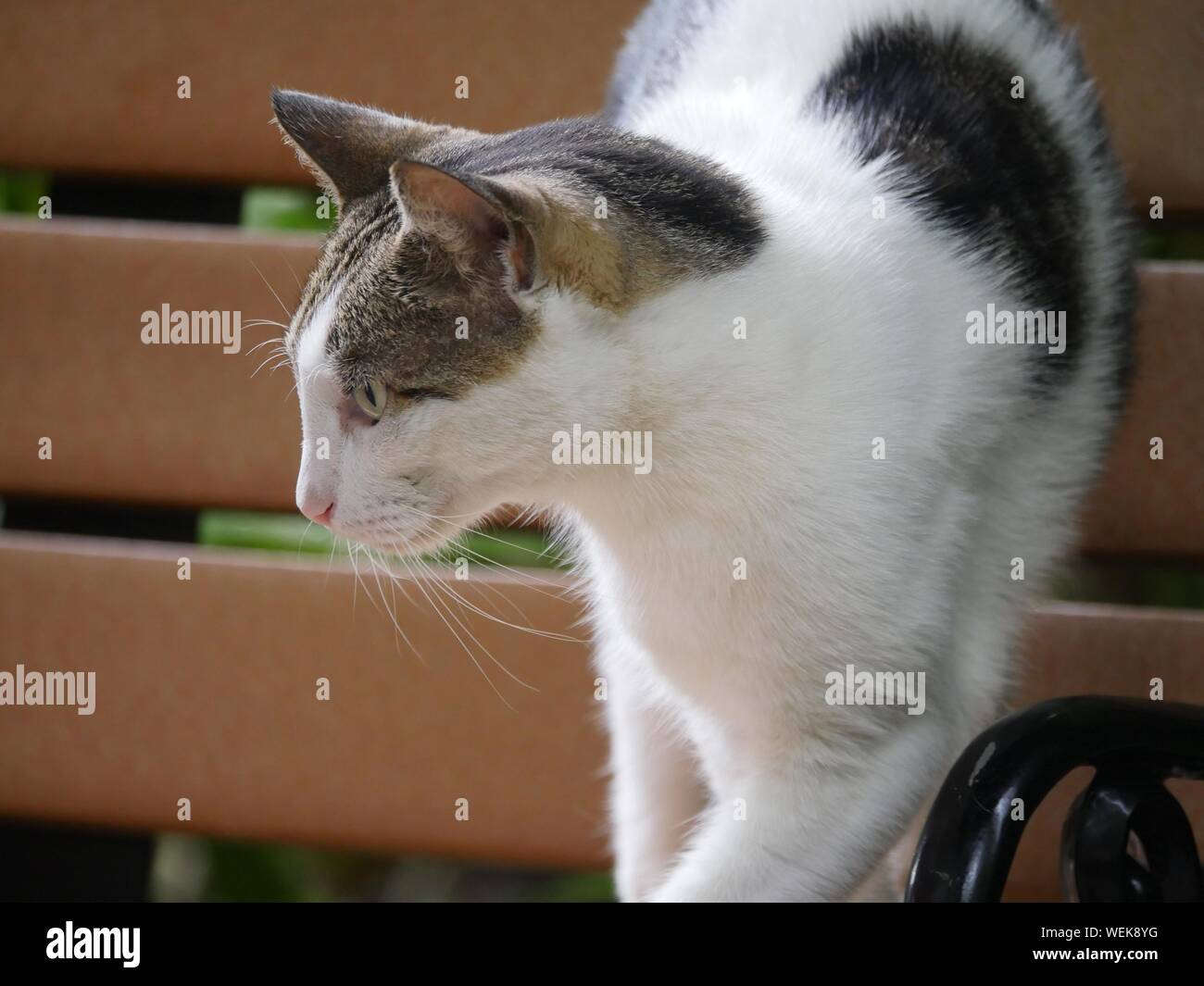 Shot urinal hi-res stock photography and images - Alamy