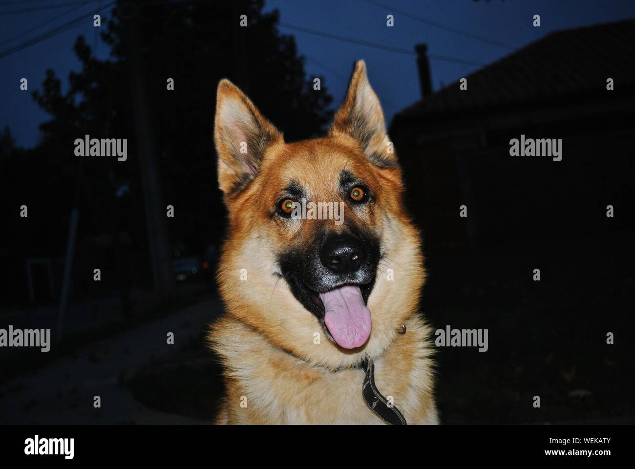 Shepherd Night High Resolution Stock Photography and Images - Alamy
