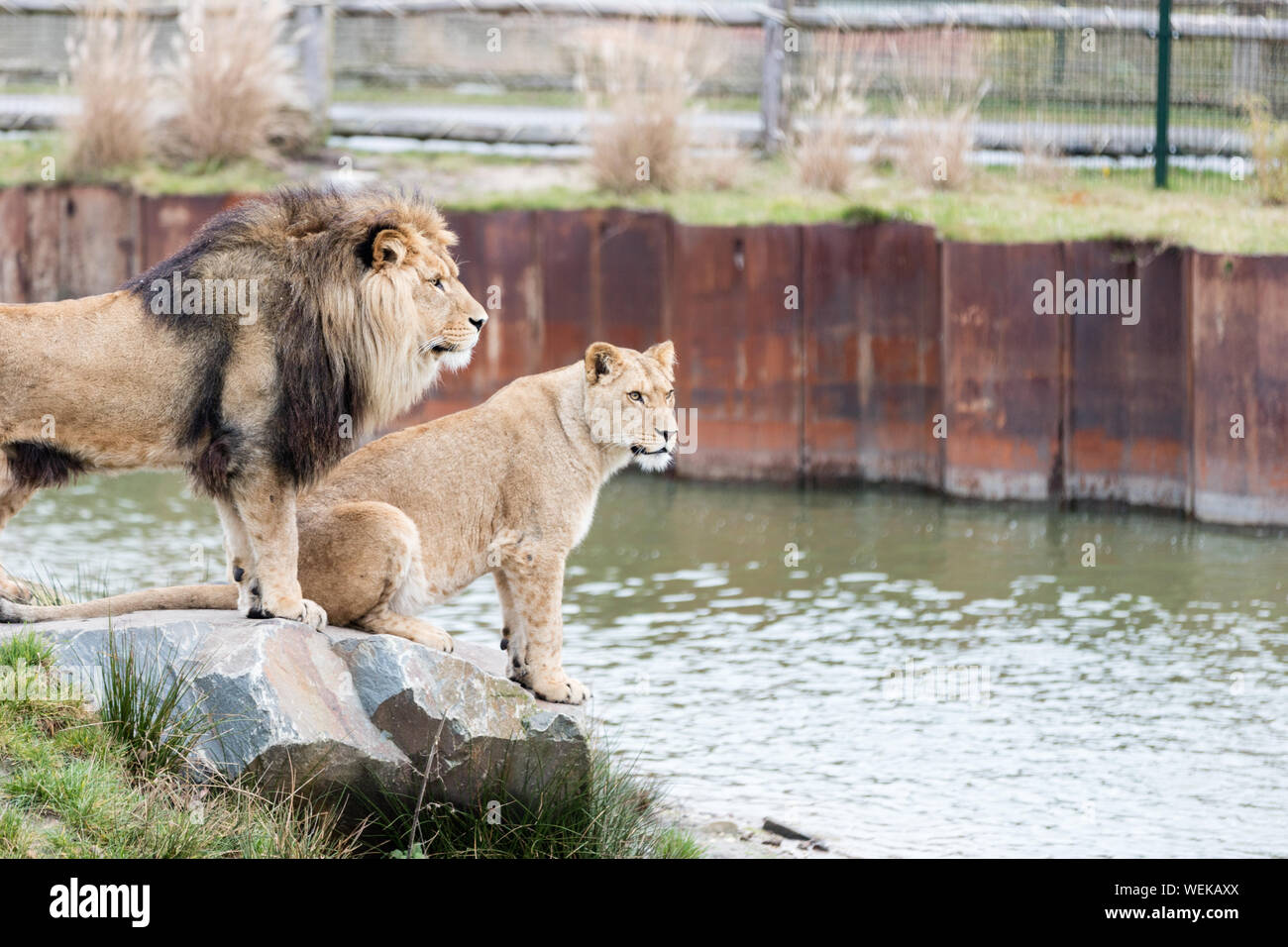 Male and female lion hi-res stock photography and images - Alamy