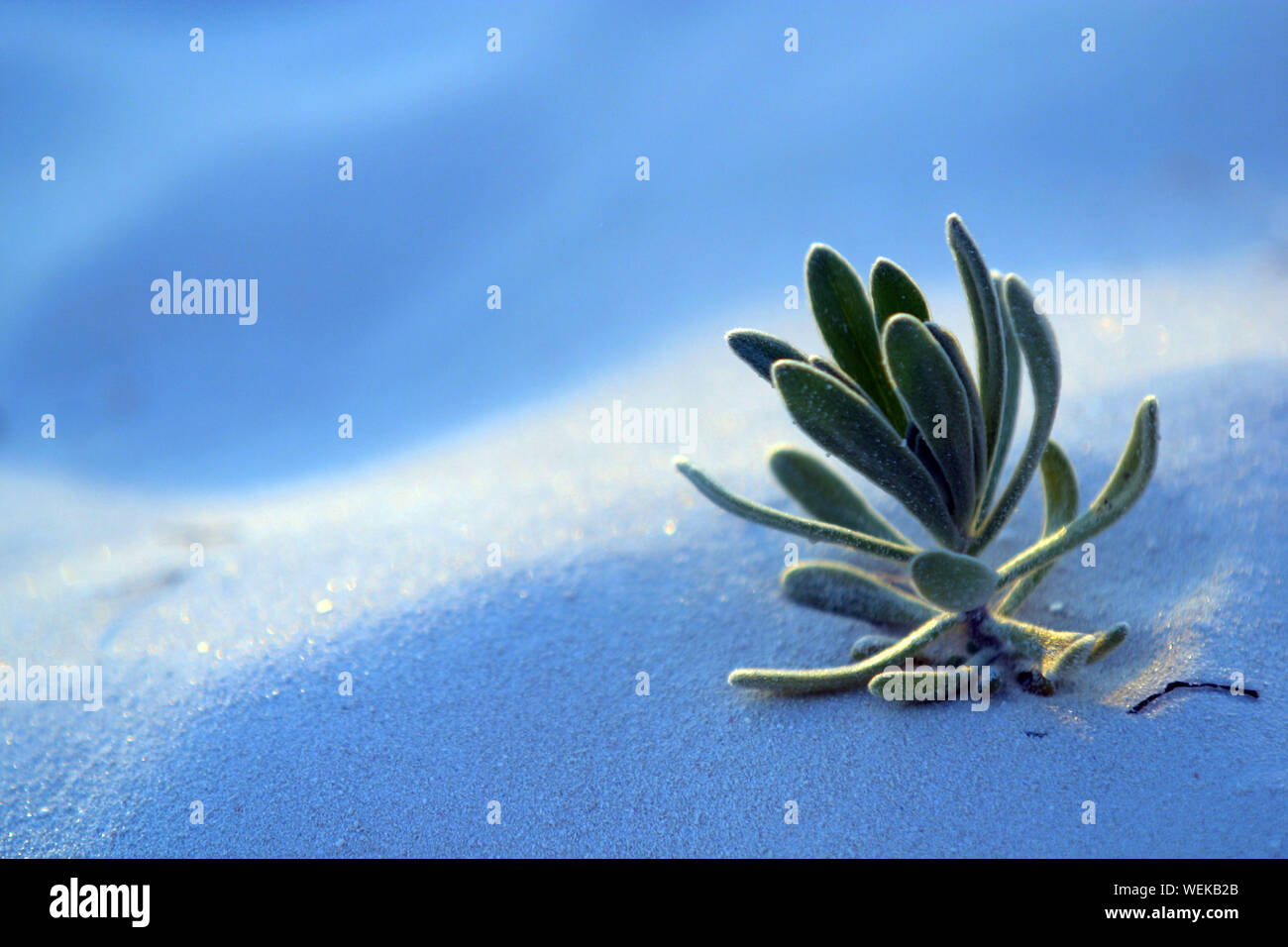 Sandy plant hi-res stock photography and images - Alamy