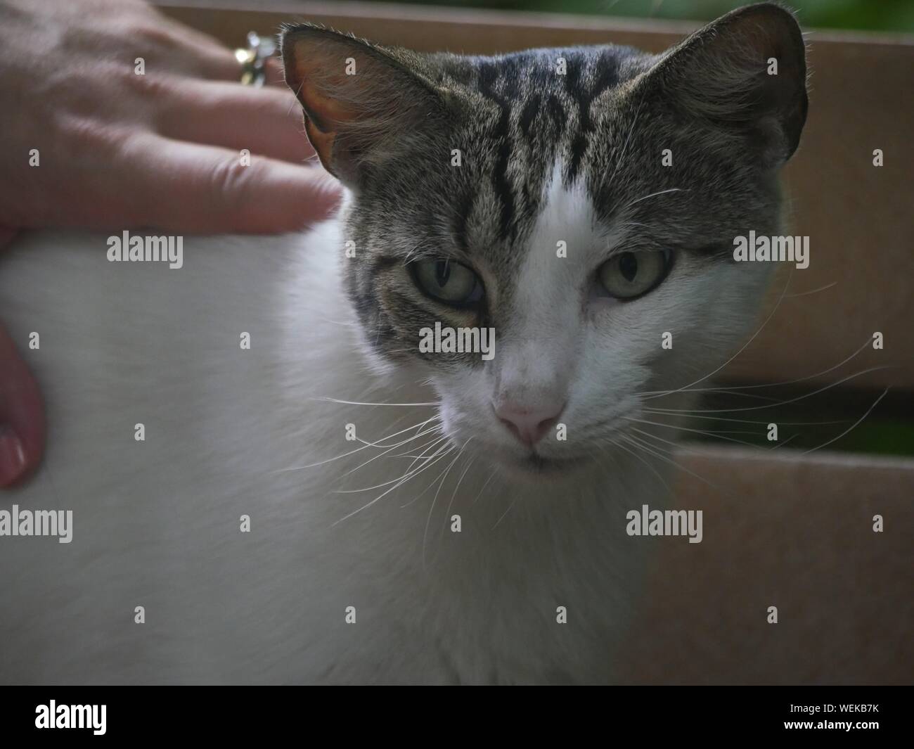 Six toed cat key west hi-res stock photography and images - Alamy