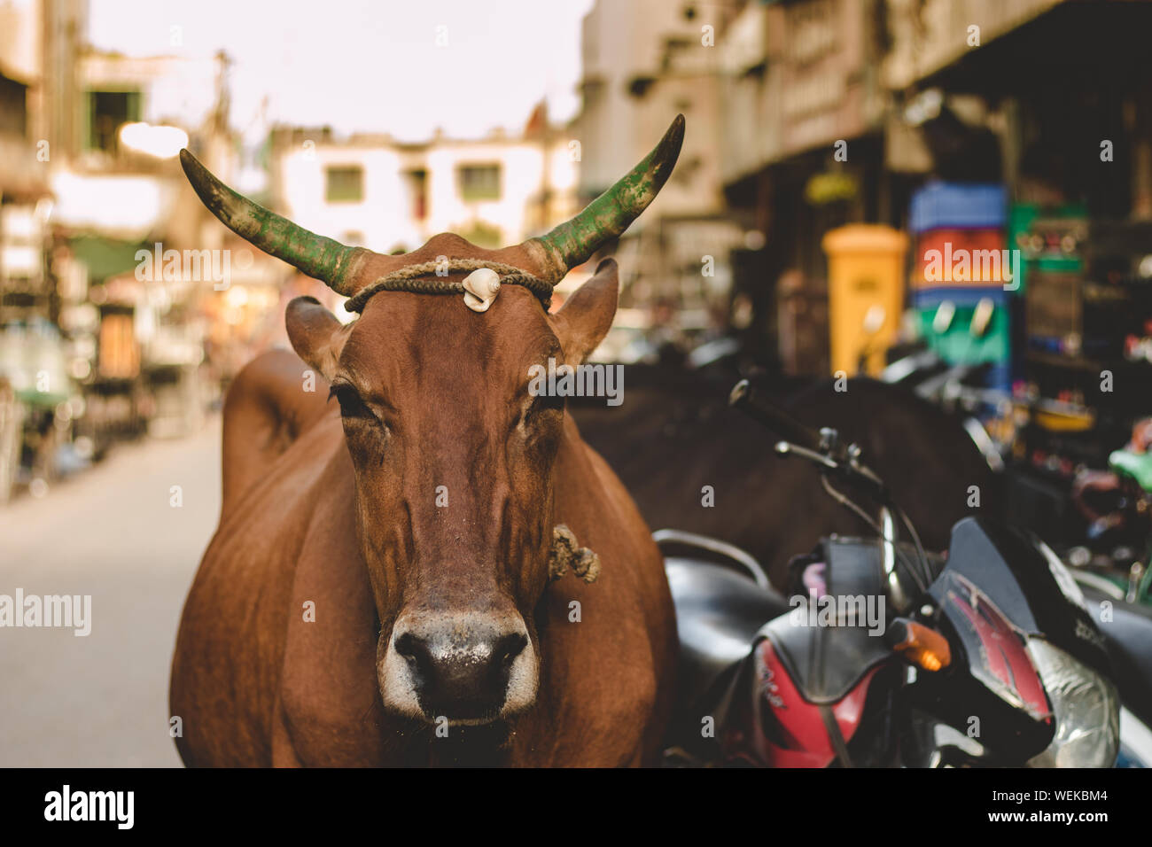 Cow on motorcycle hi-res stock photography and images - Alamy