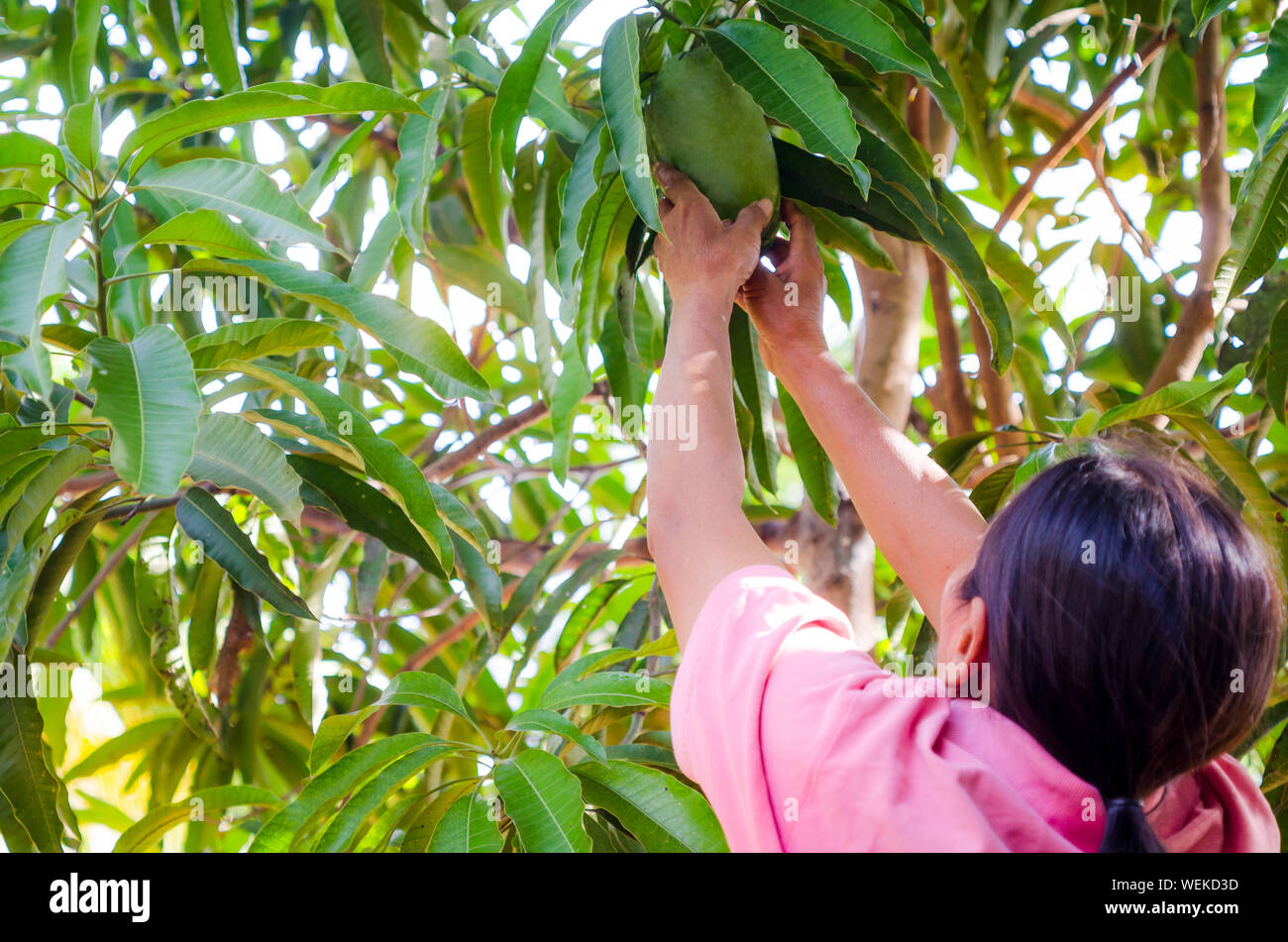 Picking Fruit From Tree High Resolution Stock Photography and Images ...