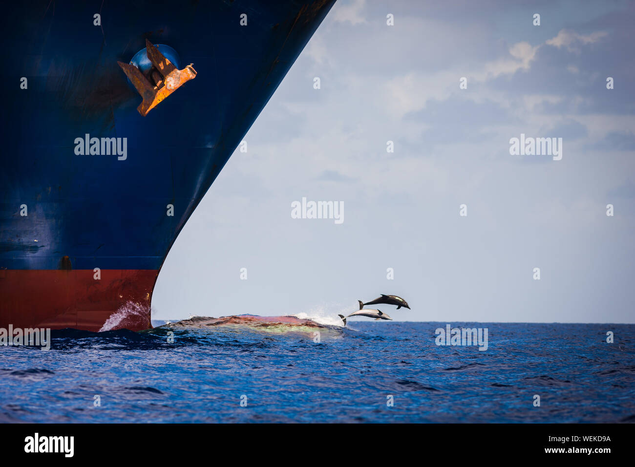 Fish diving hi-res stock photography and images - Alamy