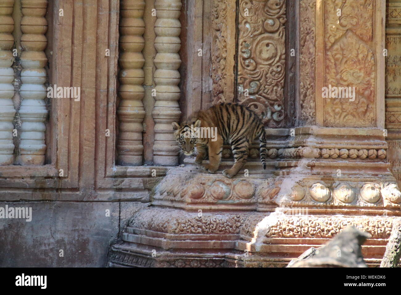 Building of tiger hi-res stock photography and images - Alamy