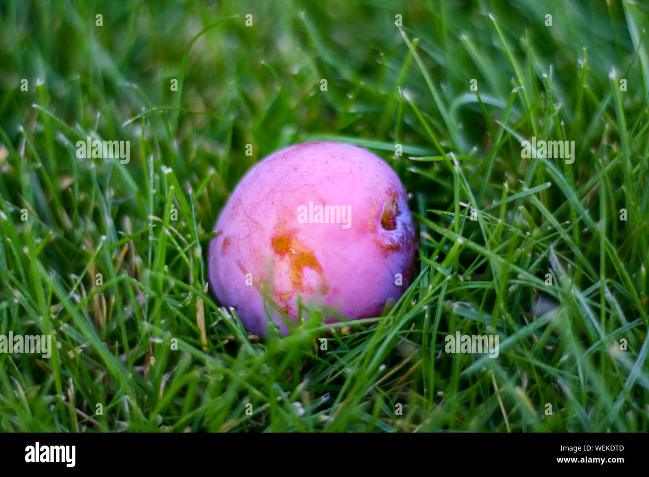 Insect windfall fruit hi-res stock photography and images - Alamy