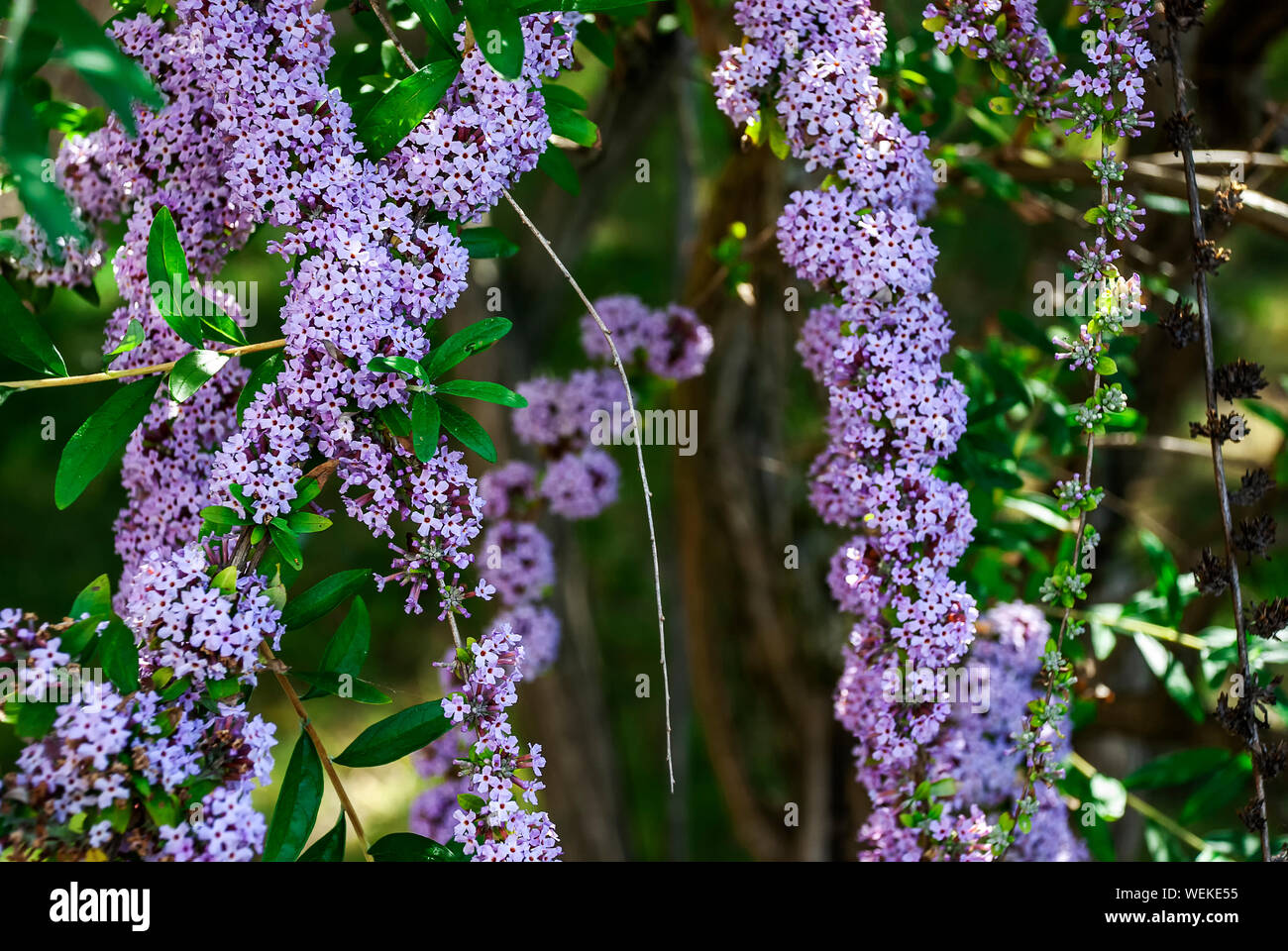 Fountain butterfly bush buddleja alternifolia hi-res stock photography ...