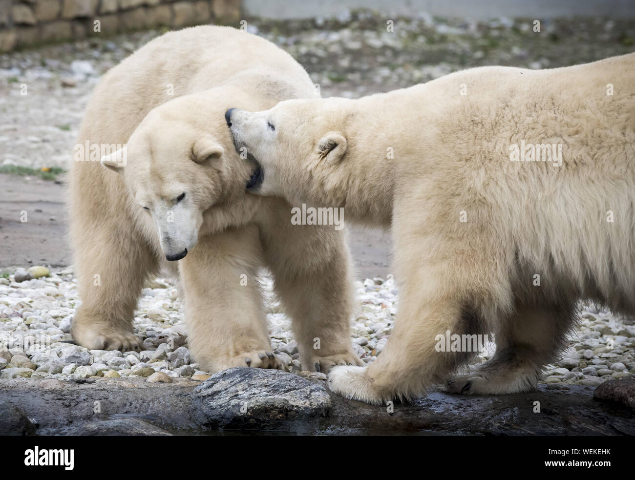 Polar bear eating cub hi-res stock photography and images - Alamy