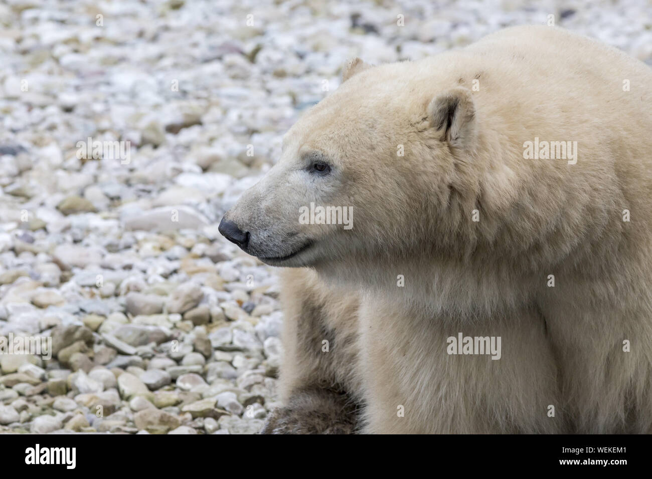 Polar bear eating cub hi-res stock photography and images - Alamy