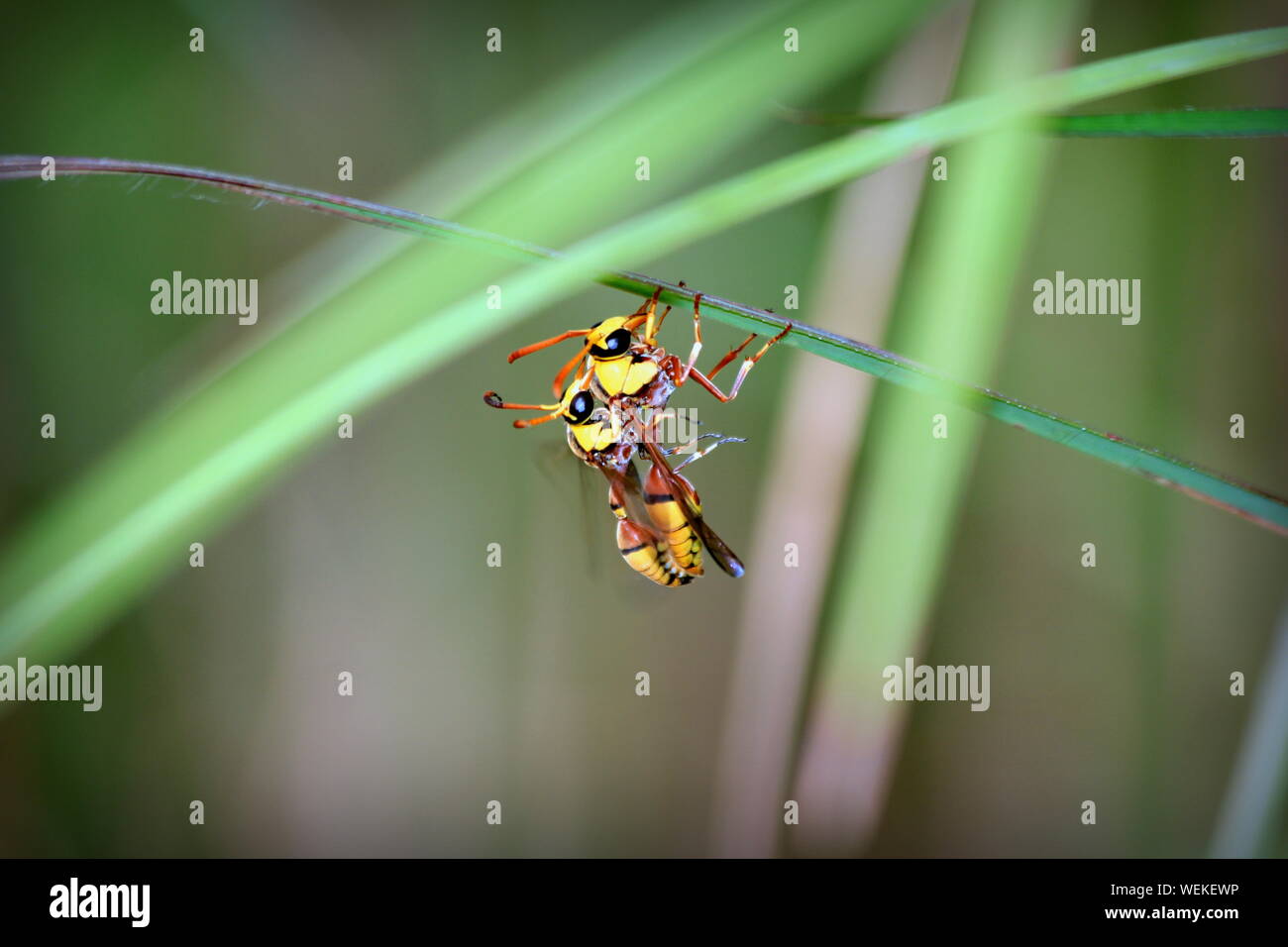 Wasps mating hi-res stock photography and images - Alamy