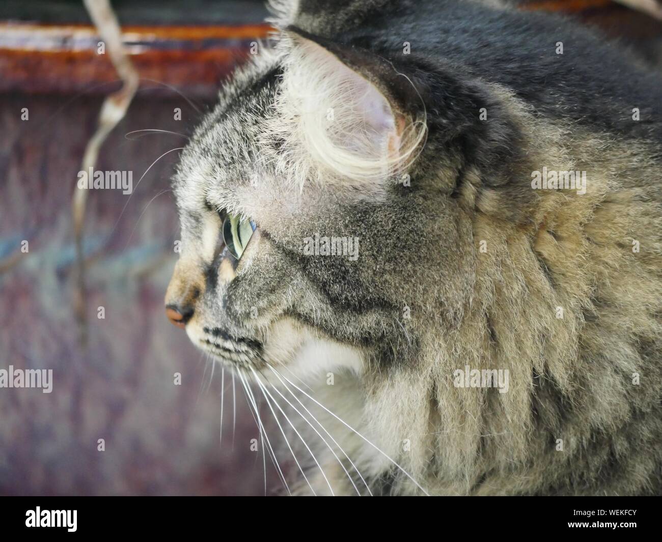 Heritage soft tail hi-res stock photography and images - Alamy